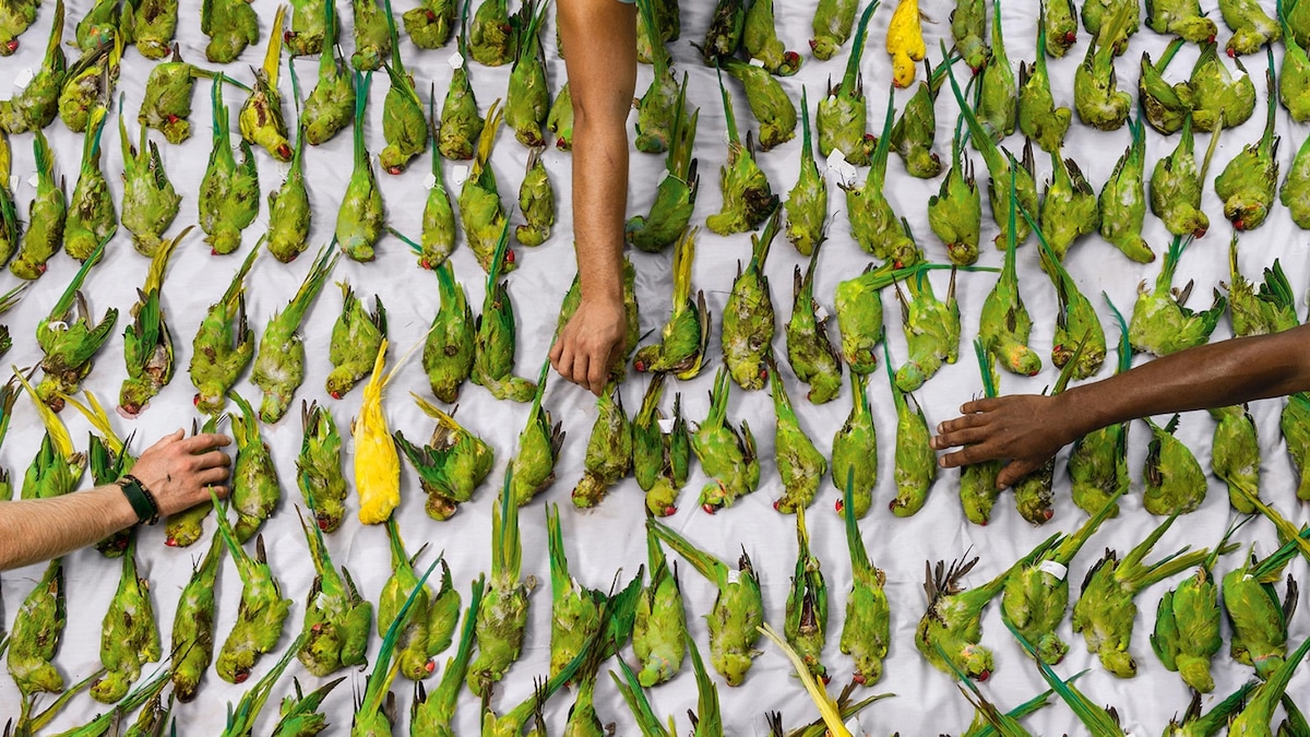 In the Seychelles, Taking Aim at Nature’s Bullies | National Geographic