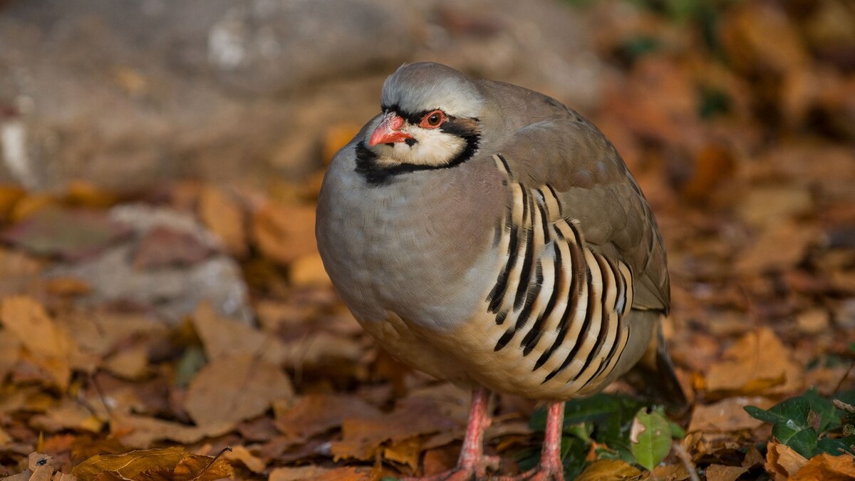Do Partridges Really Live in Pear Trees? | National Geographic