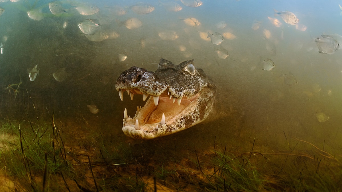 How to Explore the Pantanal | National Geographic