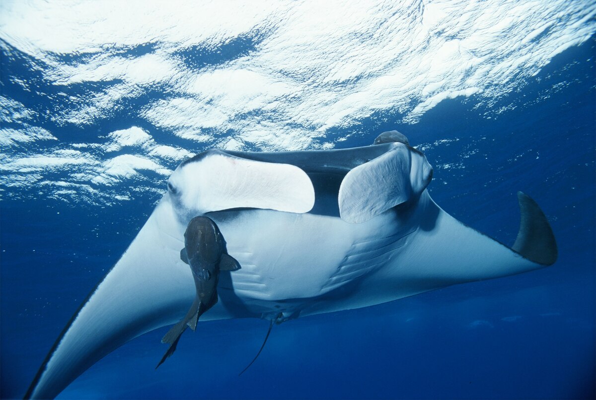 New Protections For World's Largest Population of Giant Manta Rays