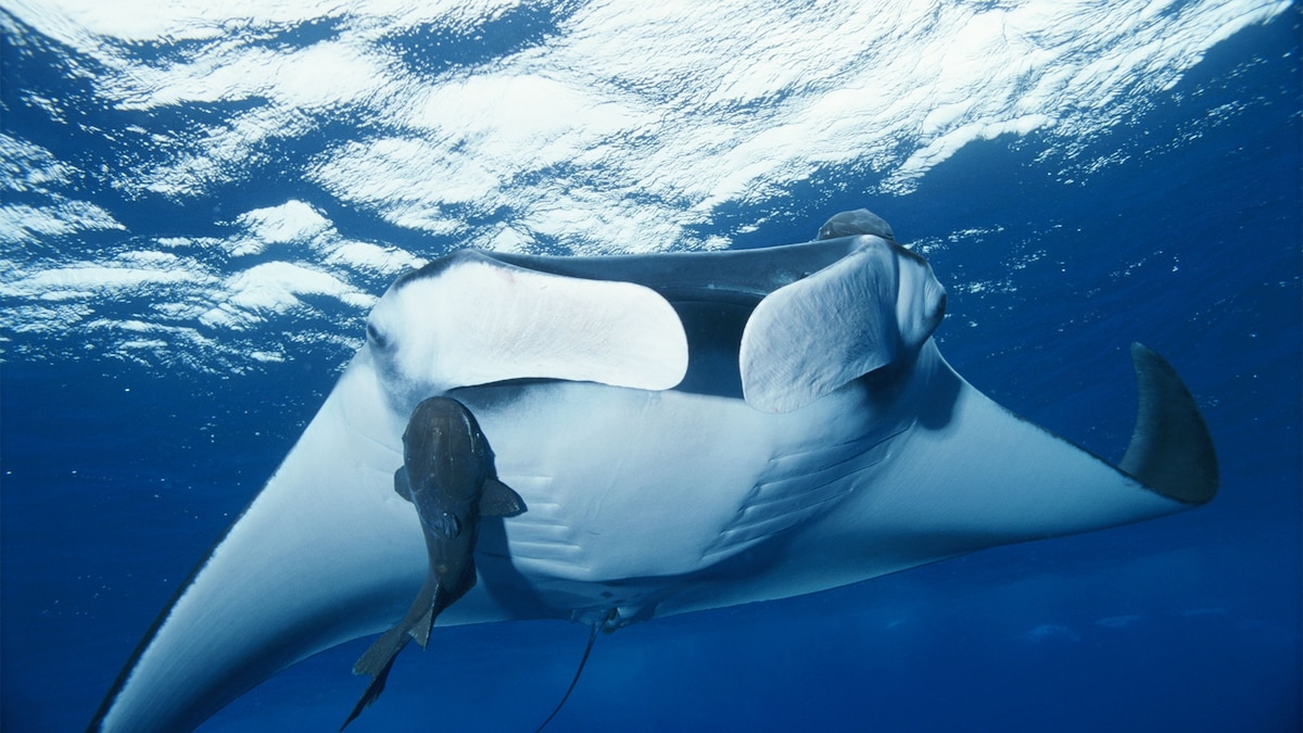 New Protections For World's Largest Population of Giant Manta Rays ...