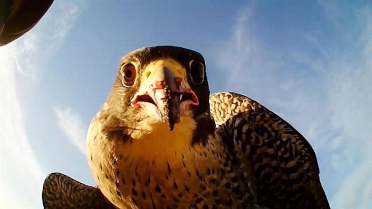 Trained Falcons Serve as High-Flying Scarecrows