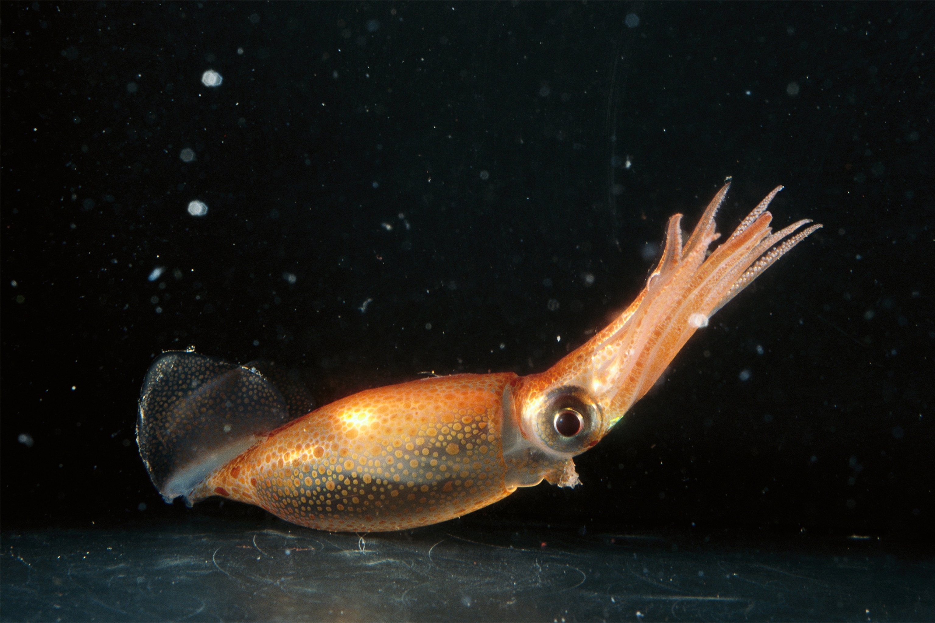 Pain's Benefit to Squid May Hold Clues to Chronic Human Pain ...