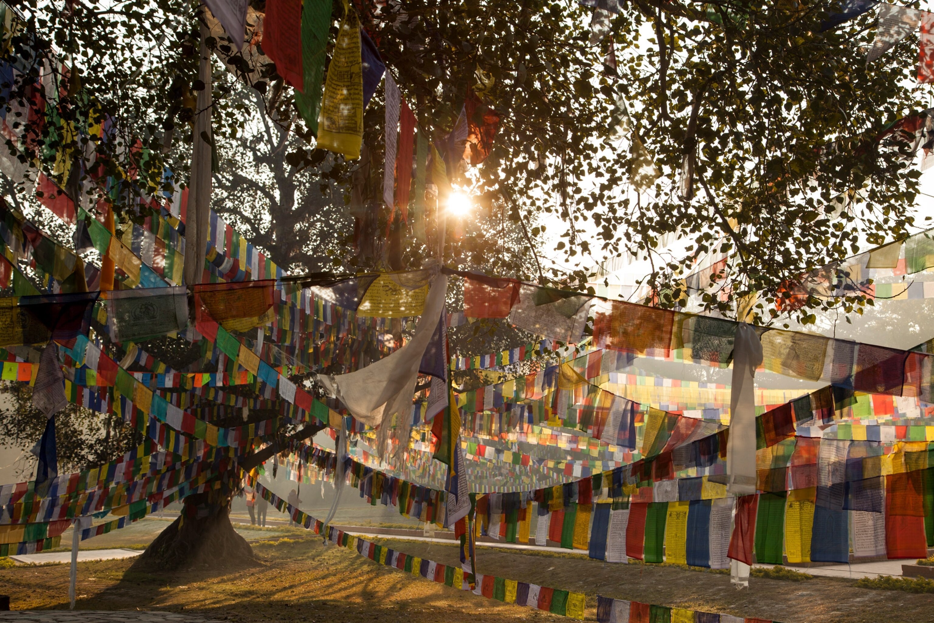 Unique trees from Nat Geo’s photo archives mark amazing moments