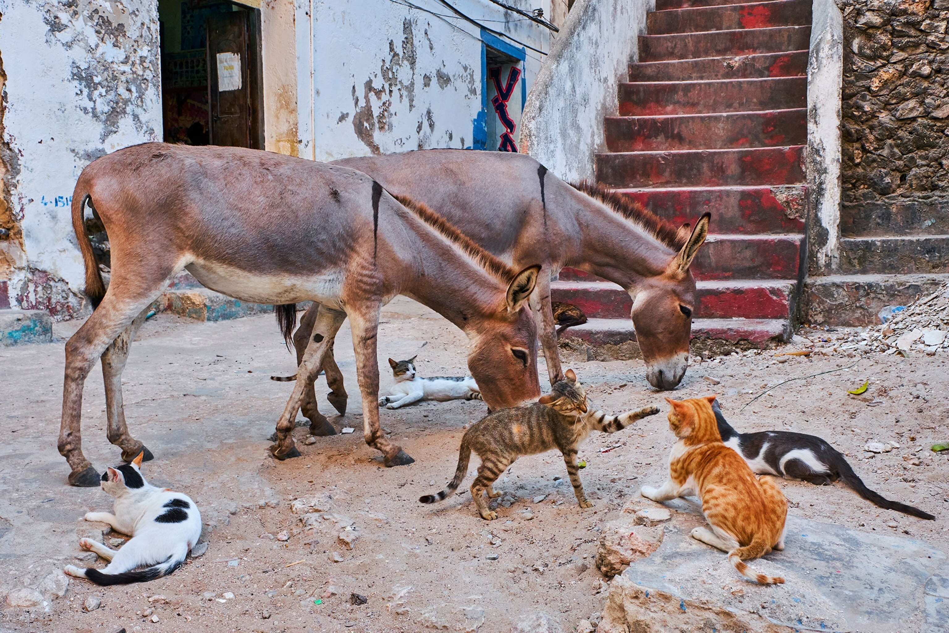 Photos of street cats around the world