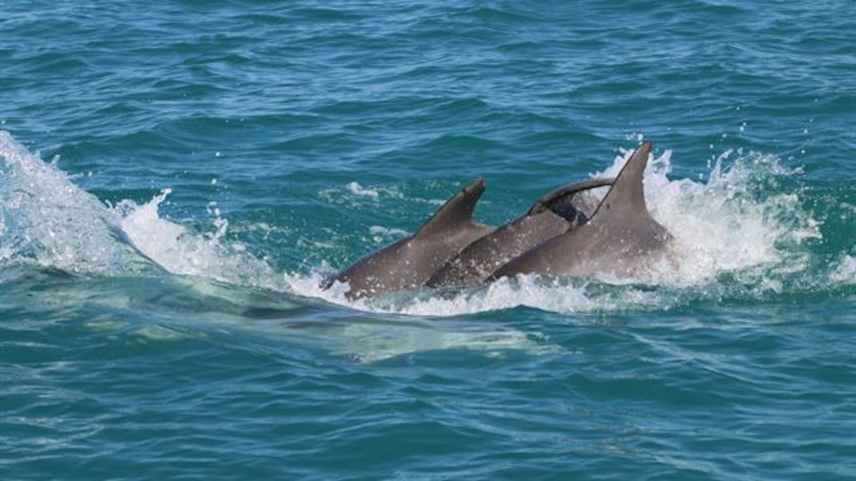 Why Male Dolphin Buddies 'Hold Hands'