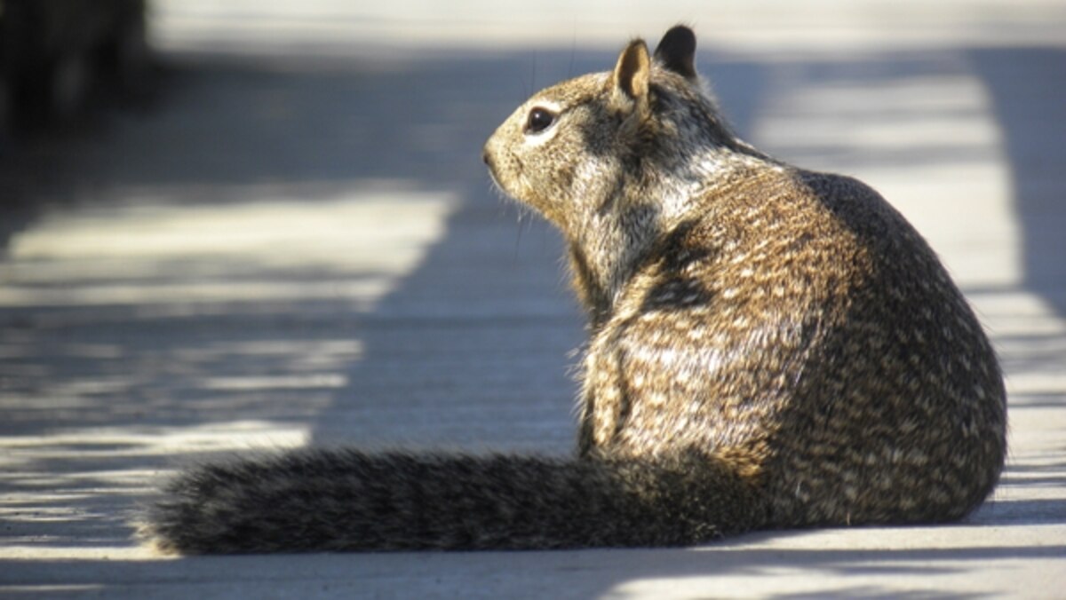 Social animals evolve to stand out among the crowd | National Geographic