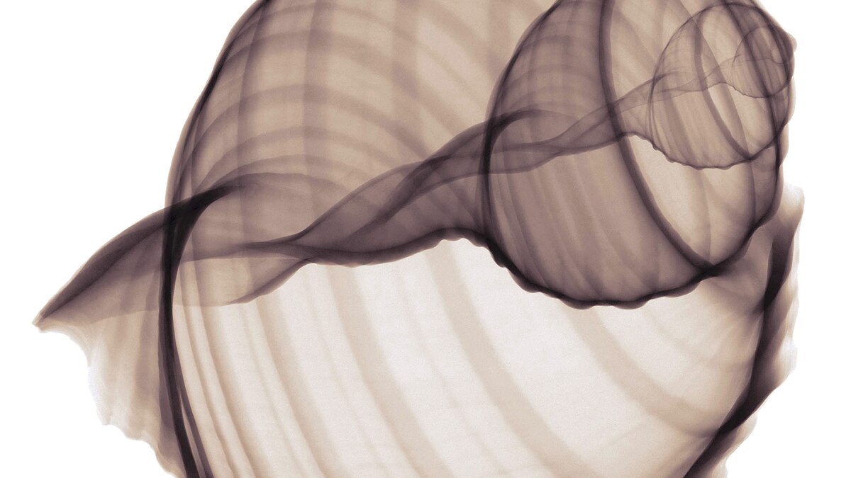 X-Ray Visions | National Geographic