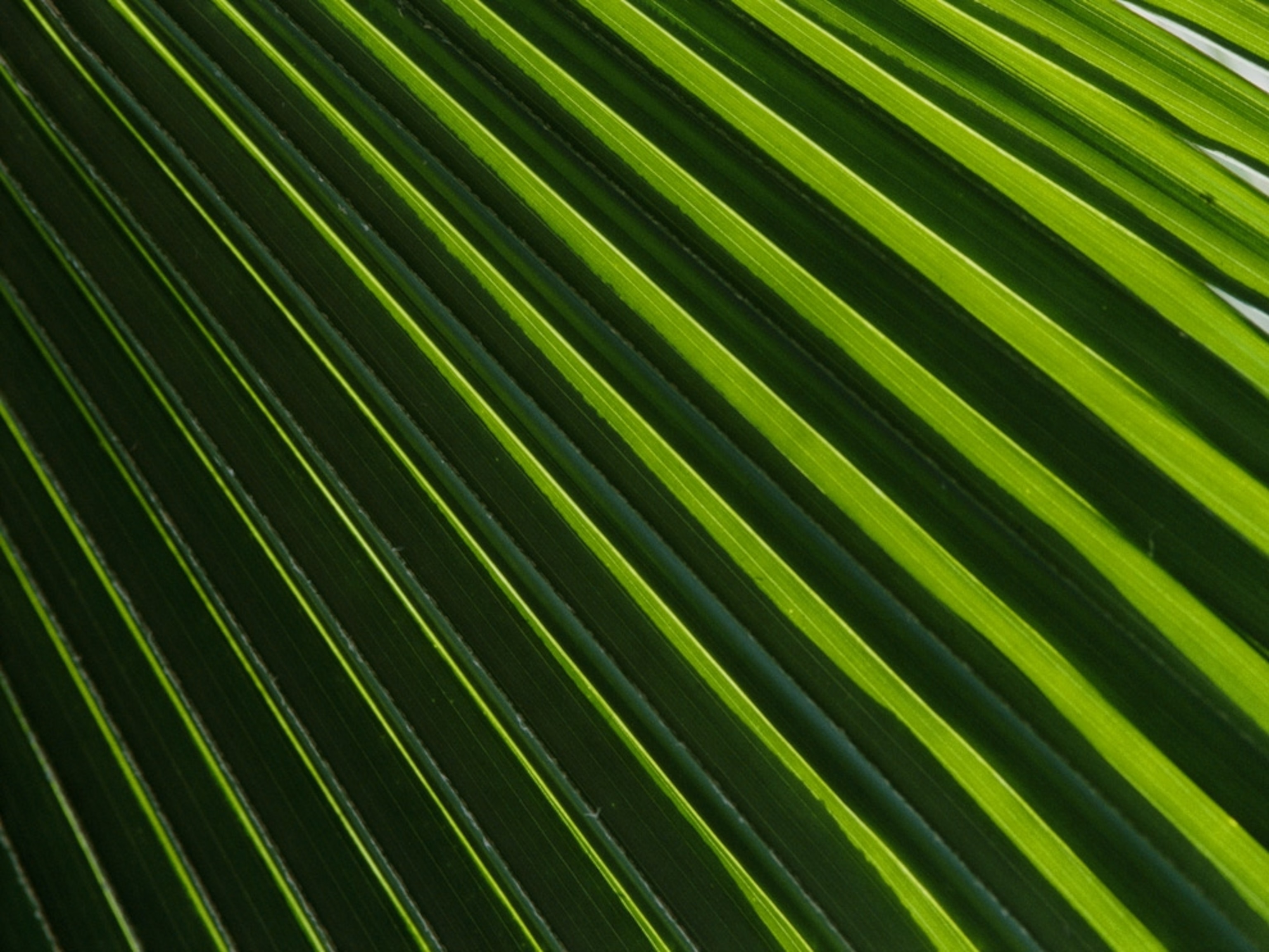 Flower Pattern Pictures, Plant Pattern Photos, Gallery –- National ...