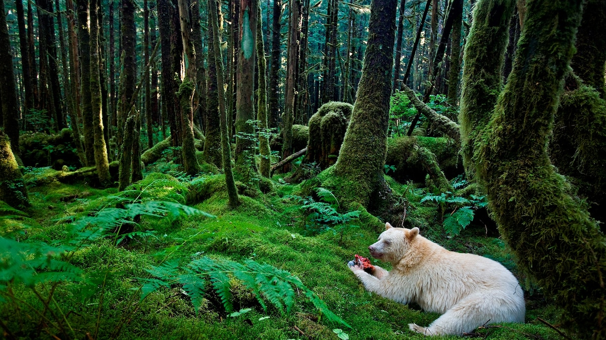 Spectacular Photos Reveal Newly Protected Great Bear Rainforest ...