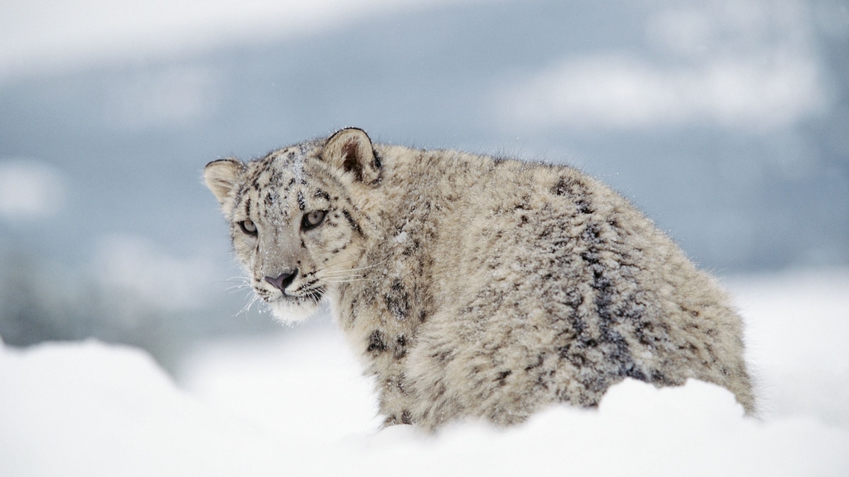 Why Do High-Altitude Snow Leopards Breathe Like Pussycats? | National ...