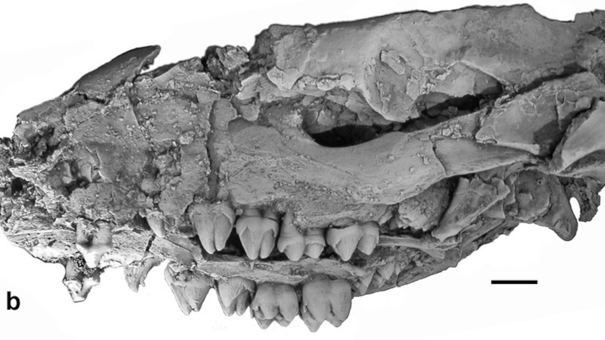 Fossil Beast Helps Fill The Backstory of Horses, Tapirs, and Rhinos ...