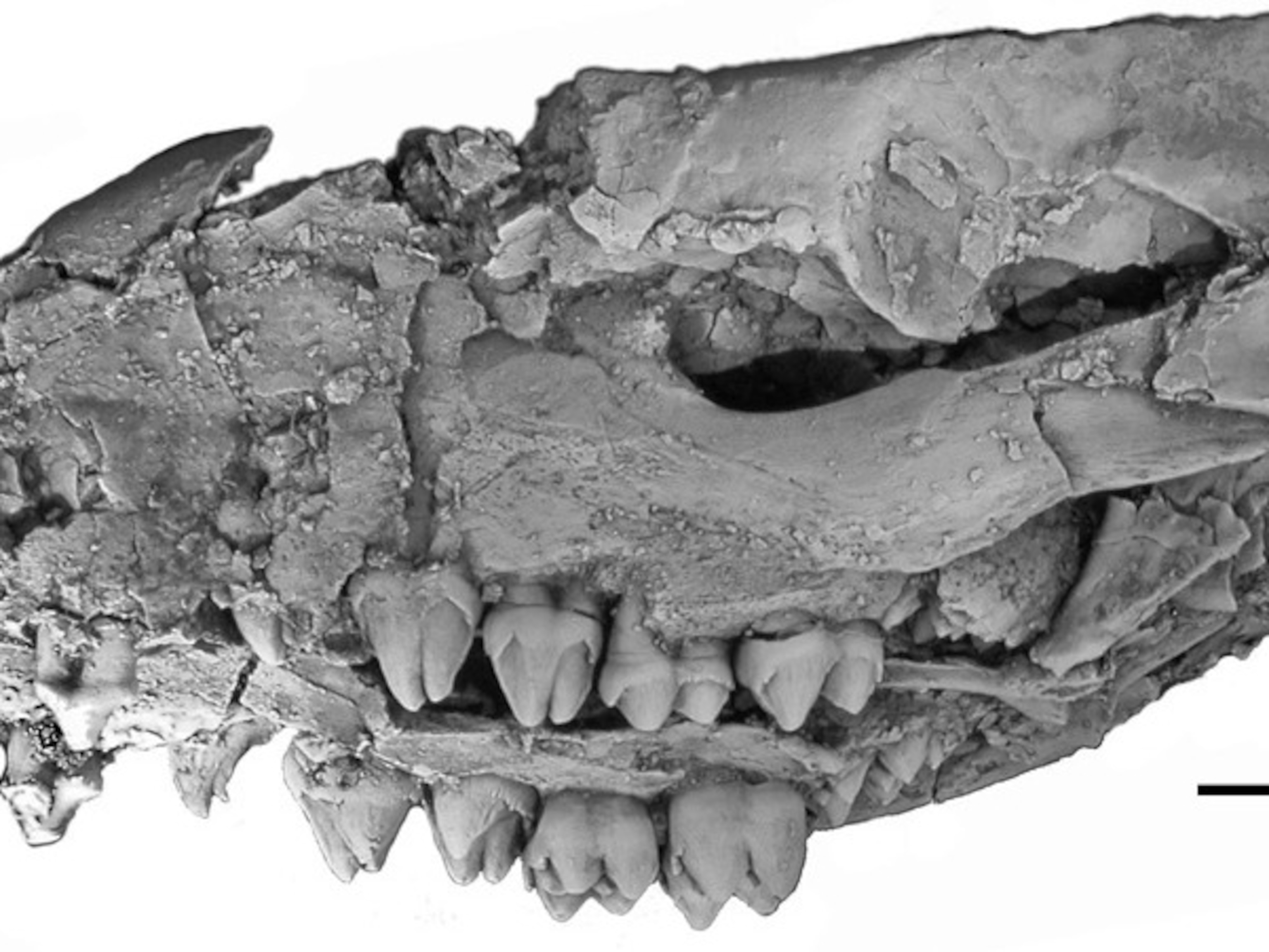 Horse Fossils Activities