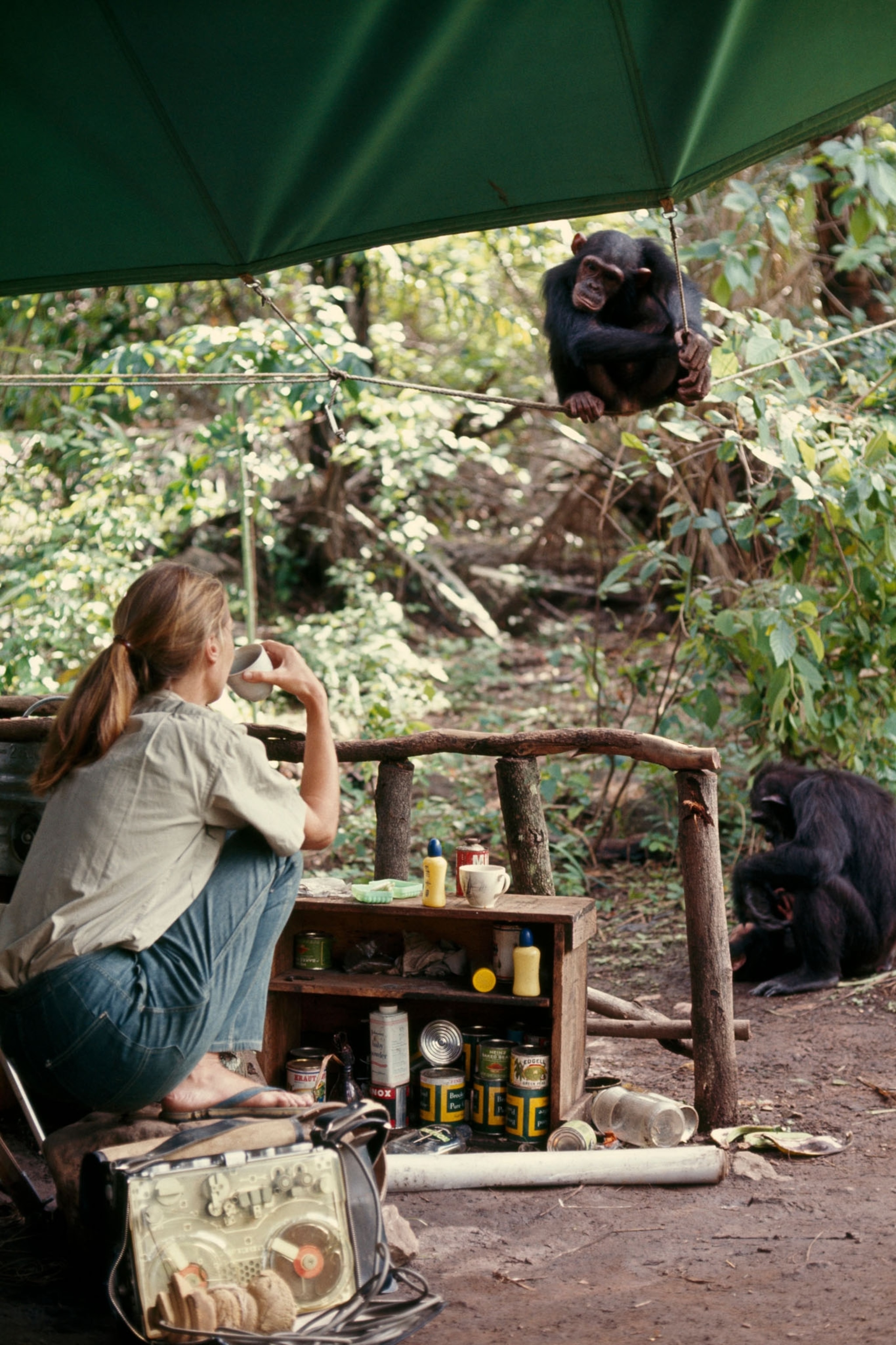 How Jane Goodall Changed What We Know About Chimps