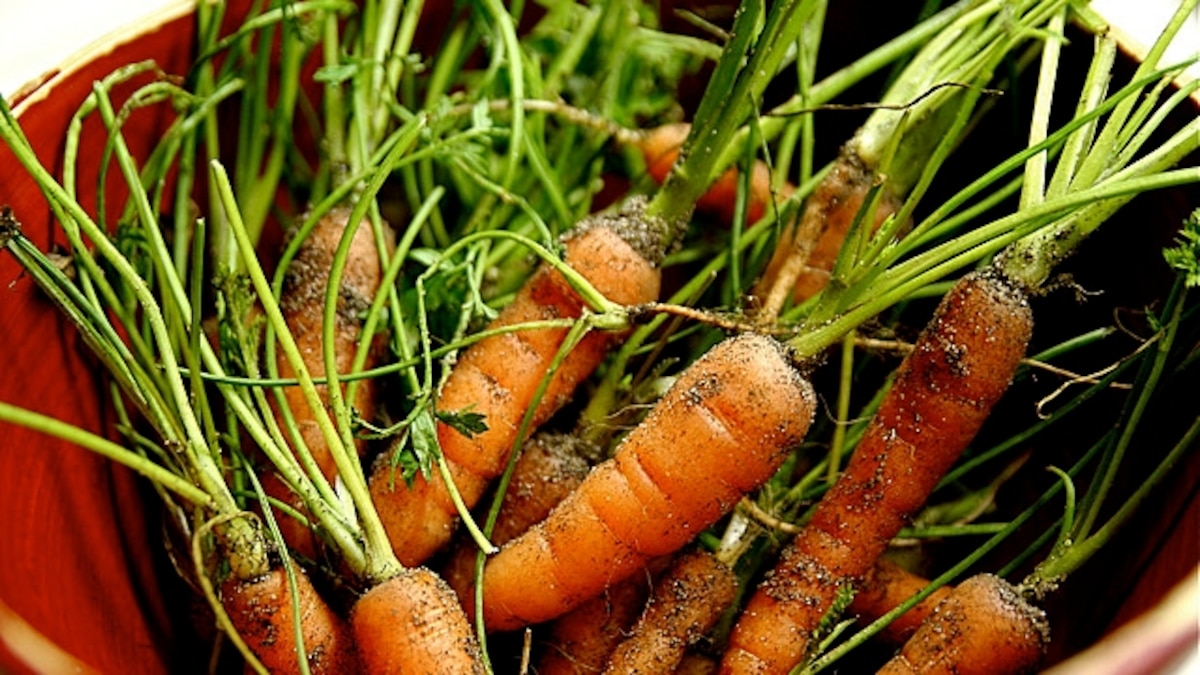 Prehistoric Dining: The Real Paleo Diet | National Geographic