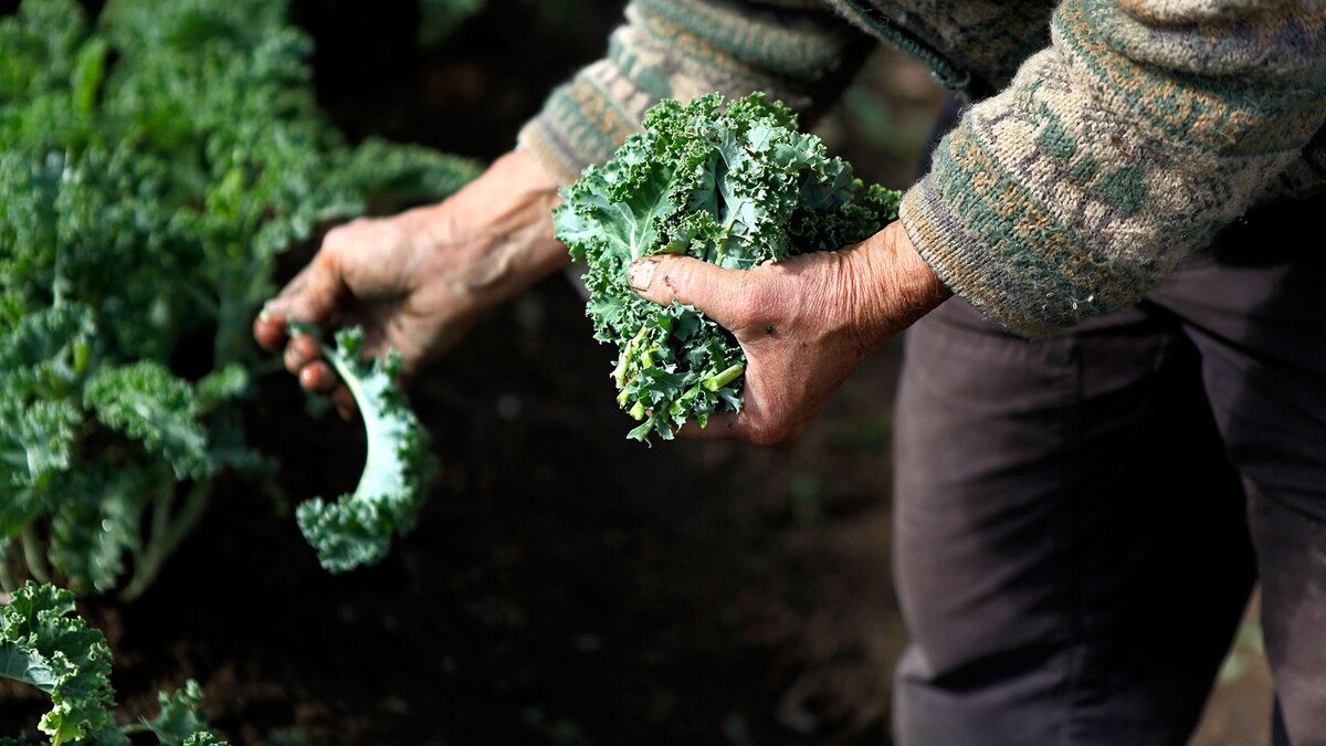 Who Owns Kale? | National Geographic