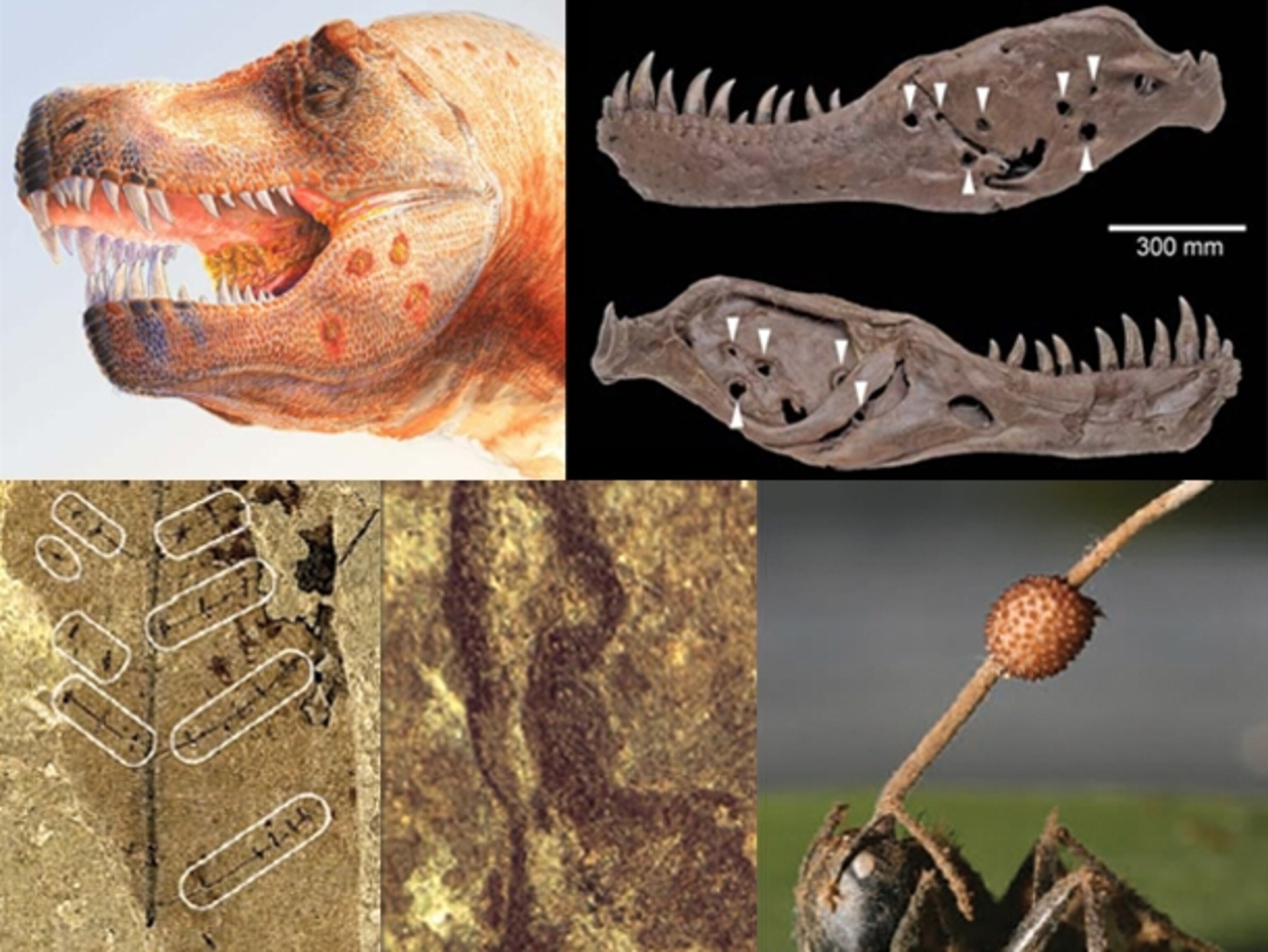 Fossil pits show how ammonites turned parasites into pearls