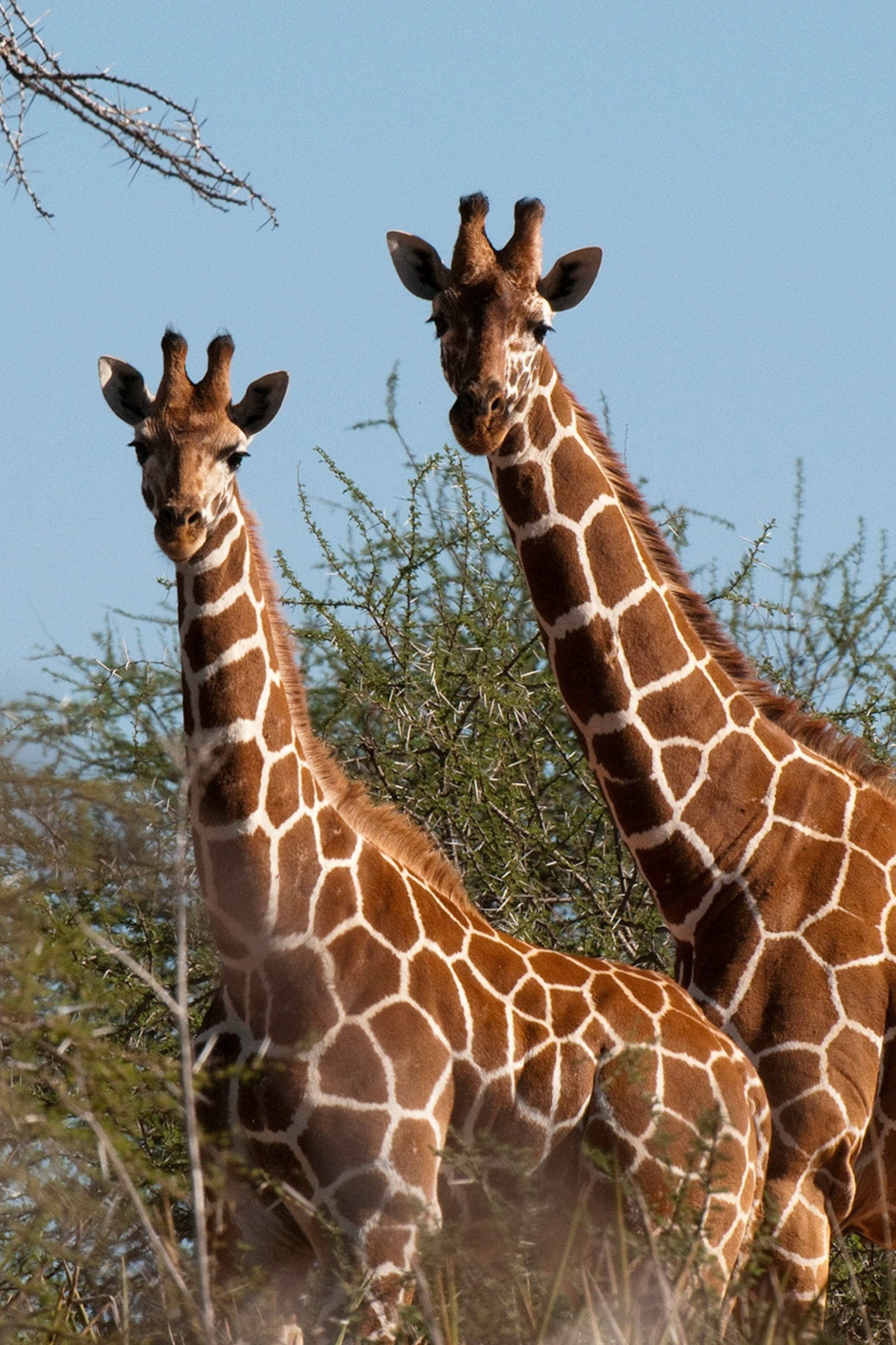 Wildlife Animals Wallpaper Cool Animal Wallpapers Wallpaper Cave