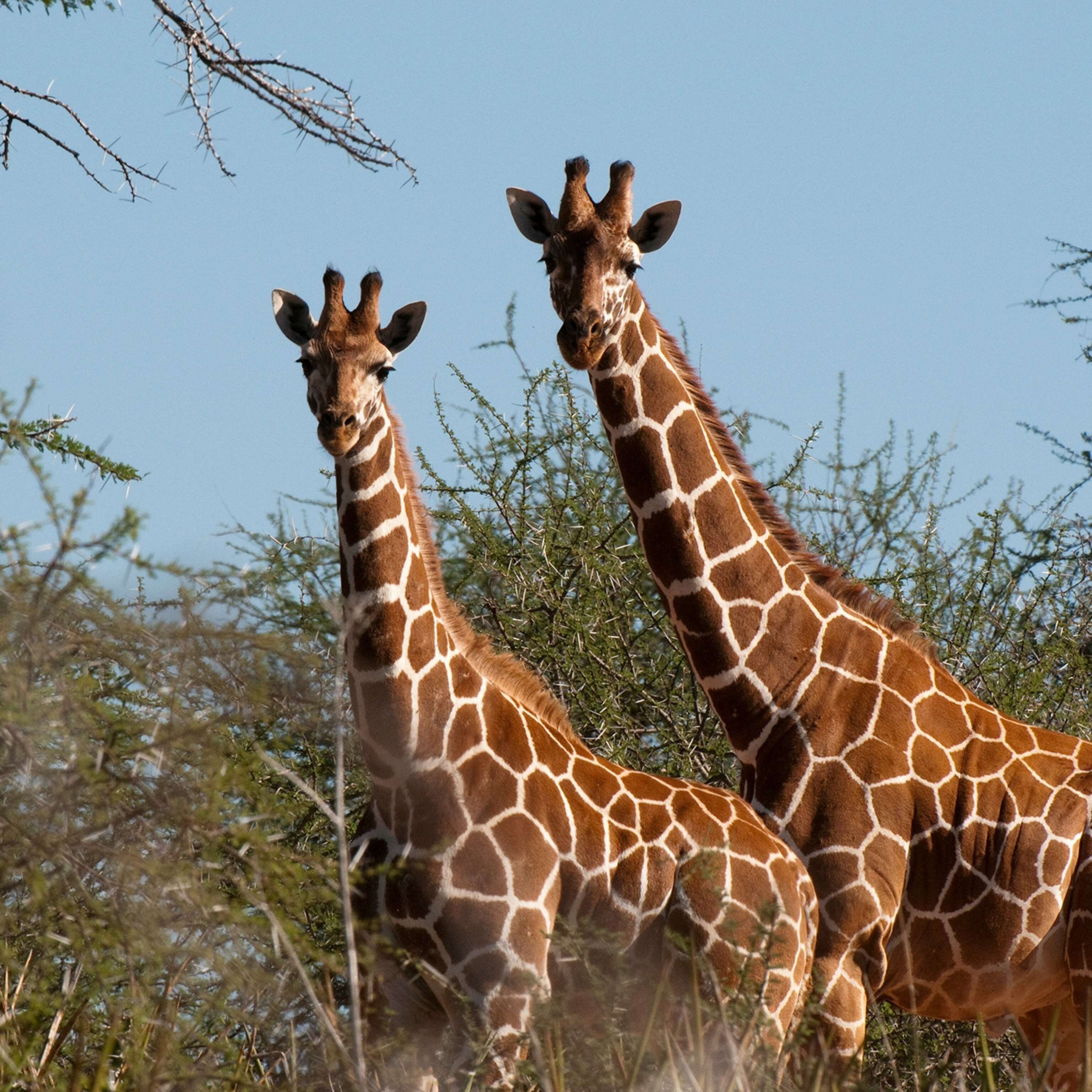 Animales De National Geographic National Geographic Photographer