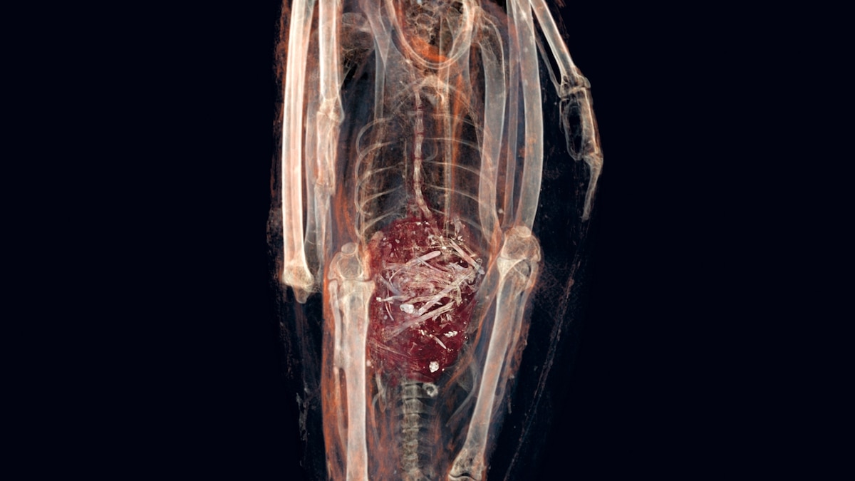 Look Inside an Ancient Egyptian Bird Mummy | National Geographic