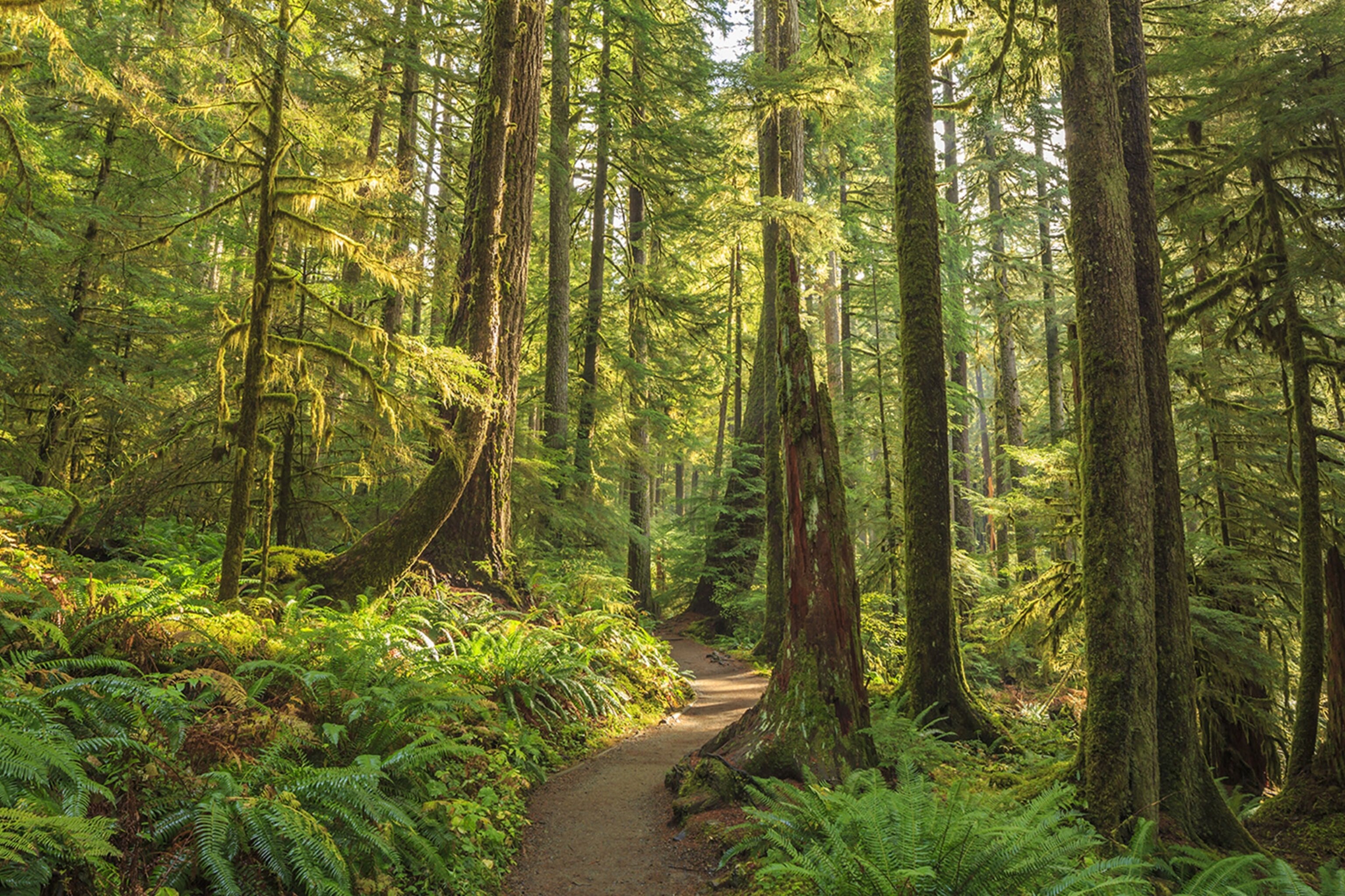 7 U.S. National Parks With the Most Incredible Trees