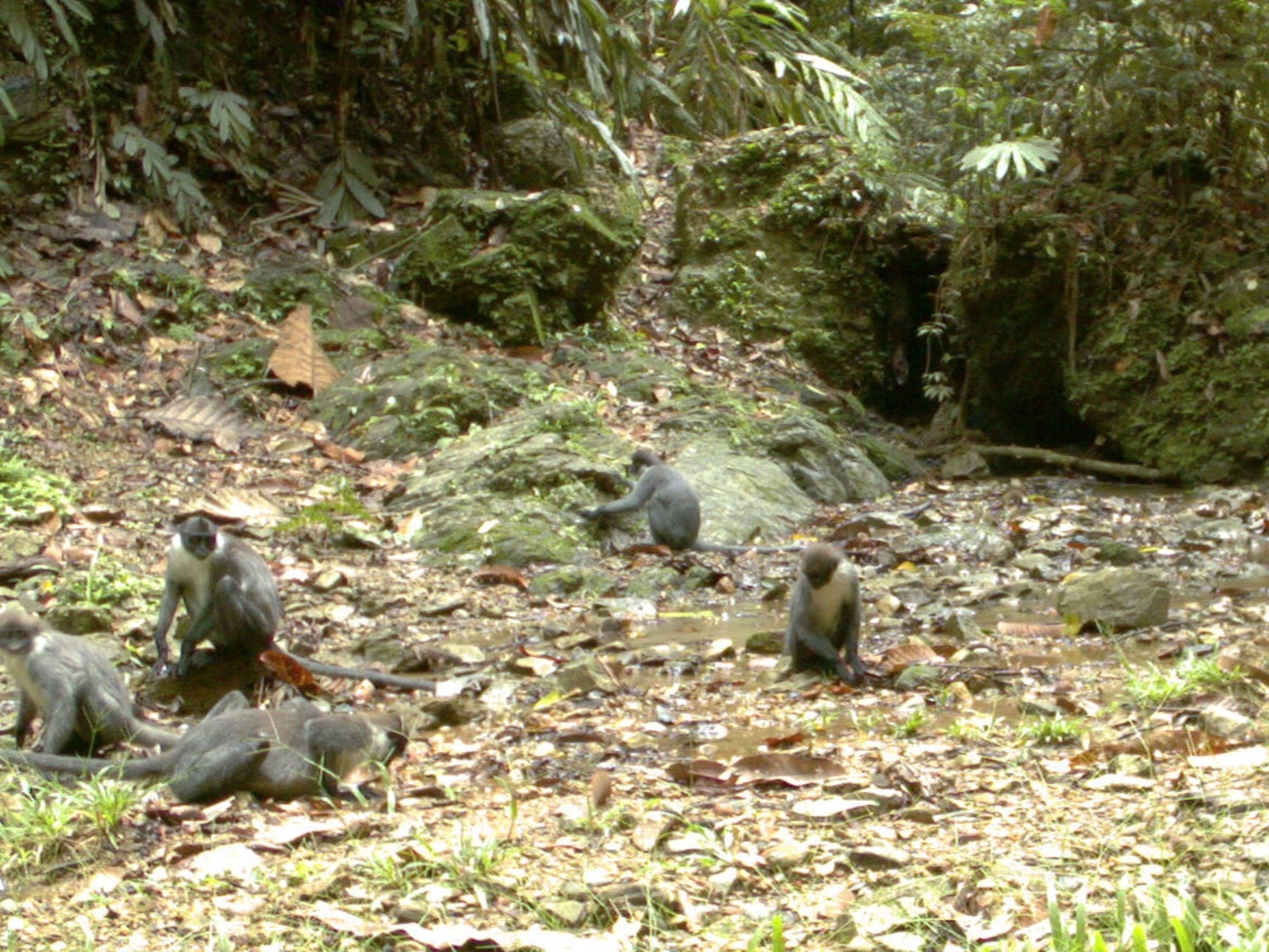 Pictures: "Extinct" Monkeys With Sideburns Found in Borneo