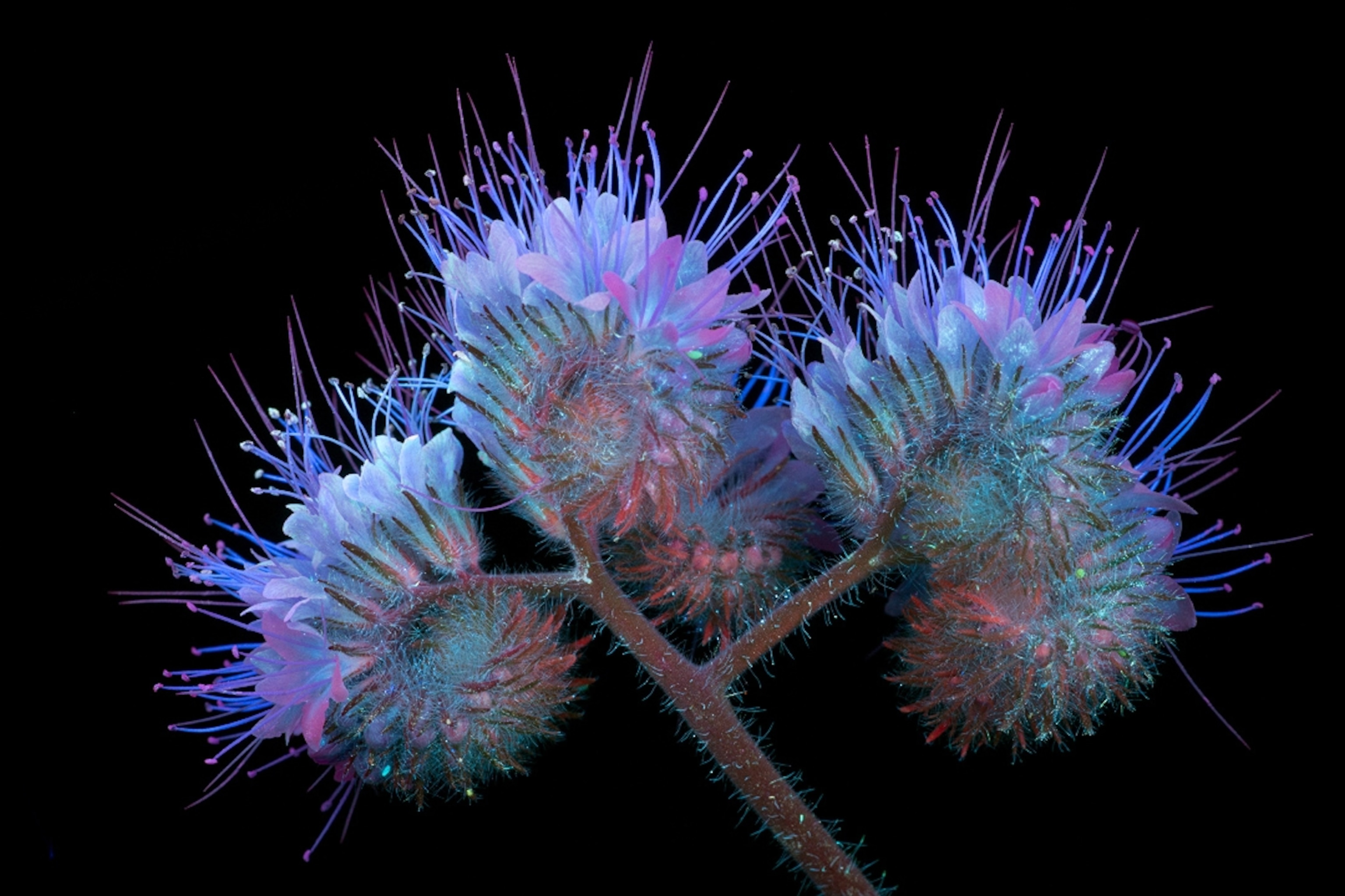 Illuminating nature's spectrum