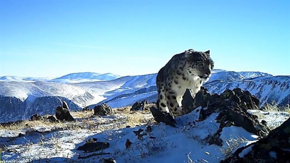 Stunning Rare Footage Reveals Elusive Snow Leopards in Russia