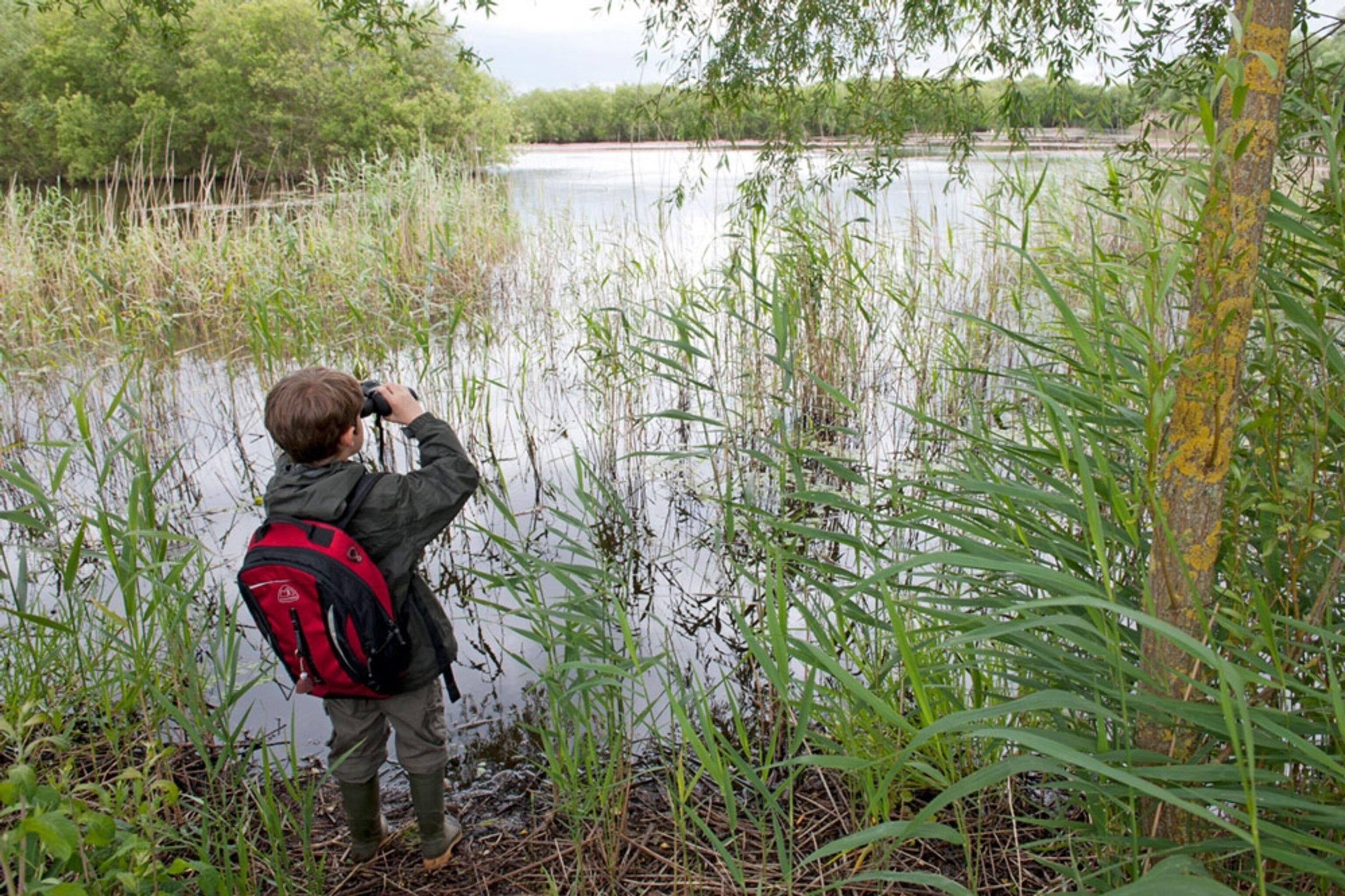 Can bird-watching improve your child’s memory?