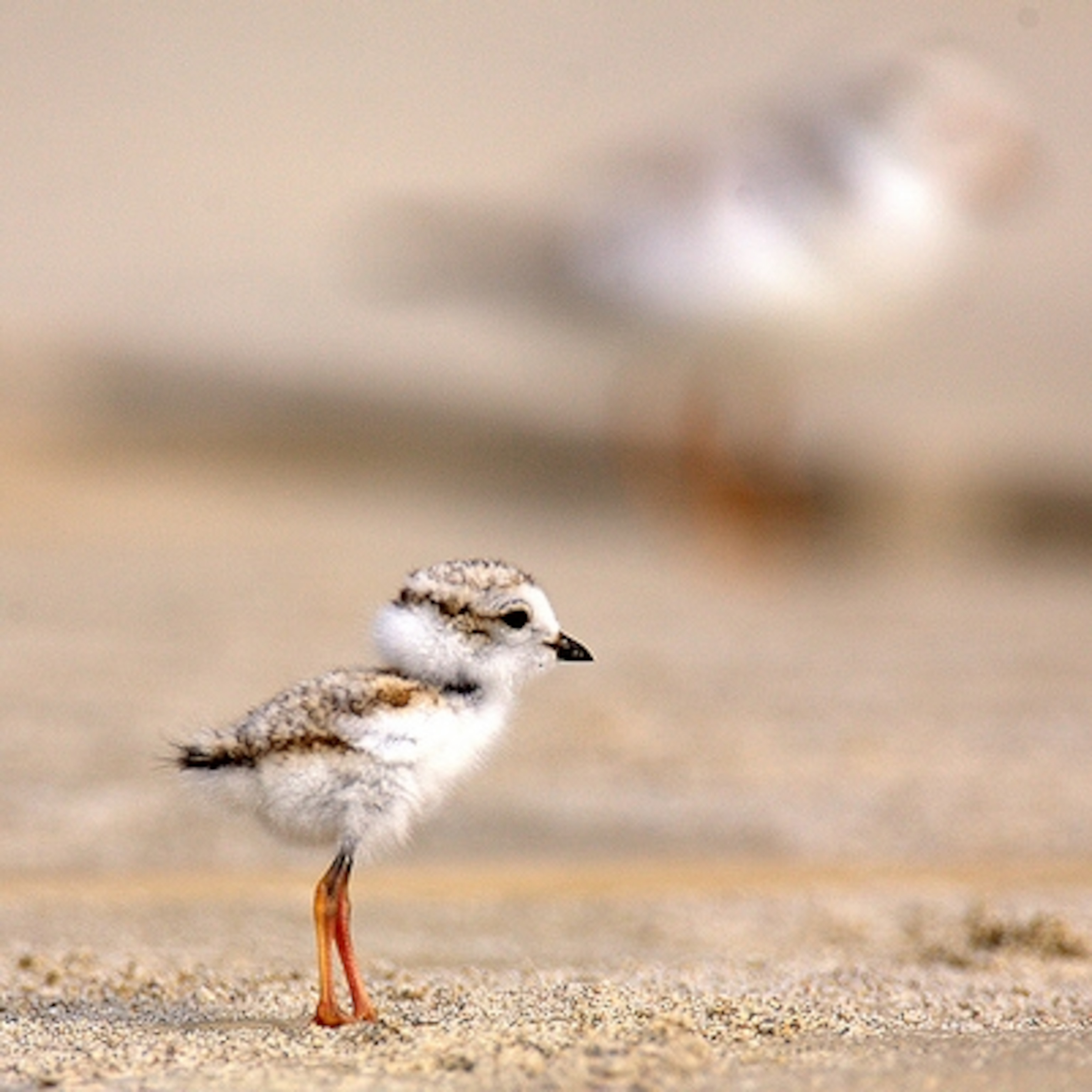Baby Sandpiper