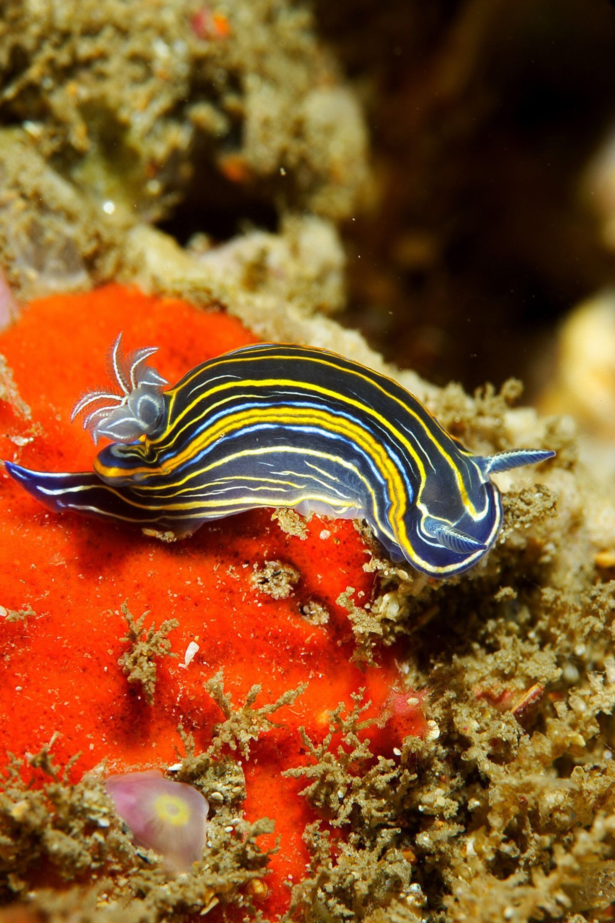 Meet the Adorable "Sea Bunny" Taking Over the Internet
