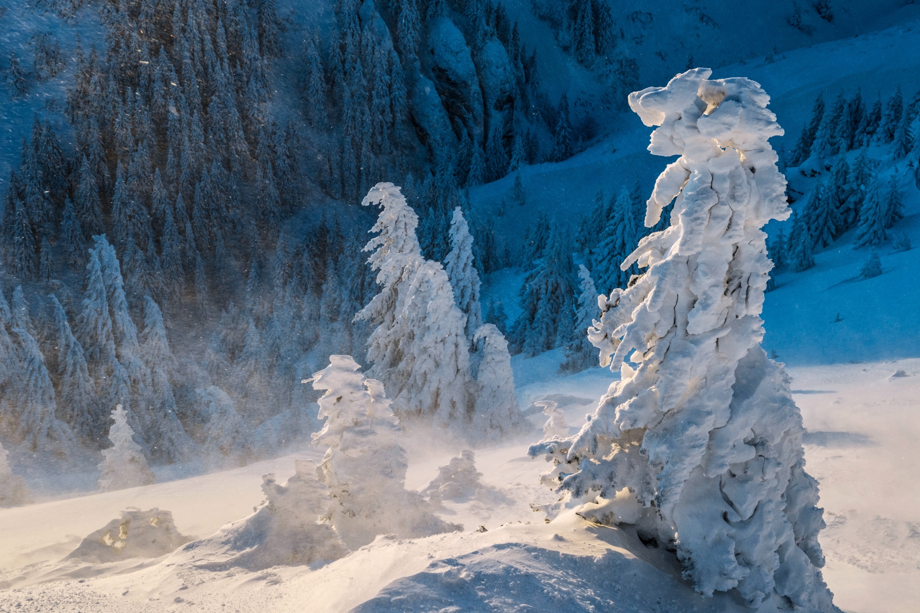 See the remarkable richness of life in Europe’s old-growth forests