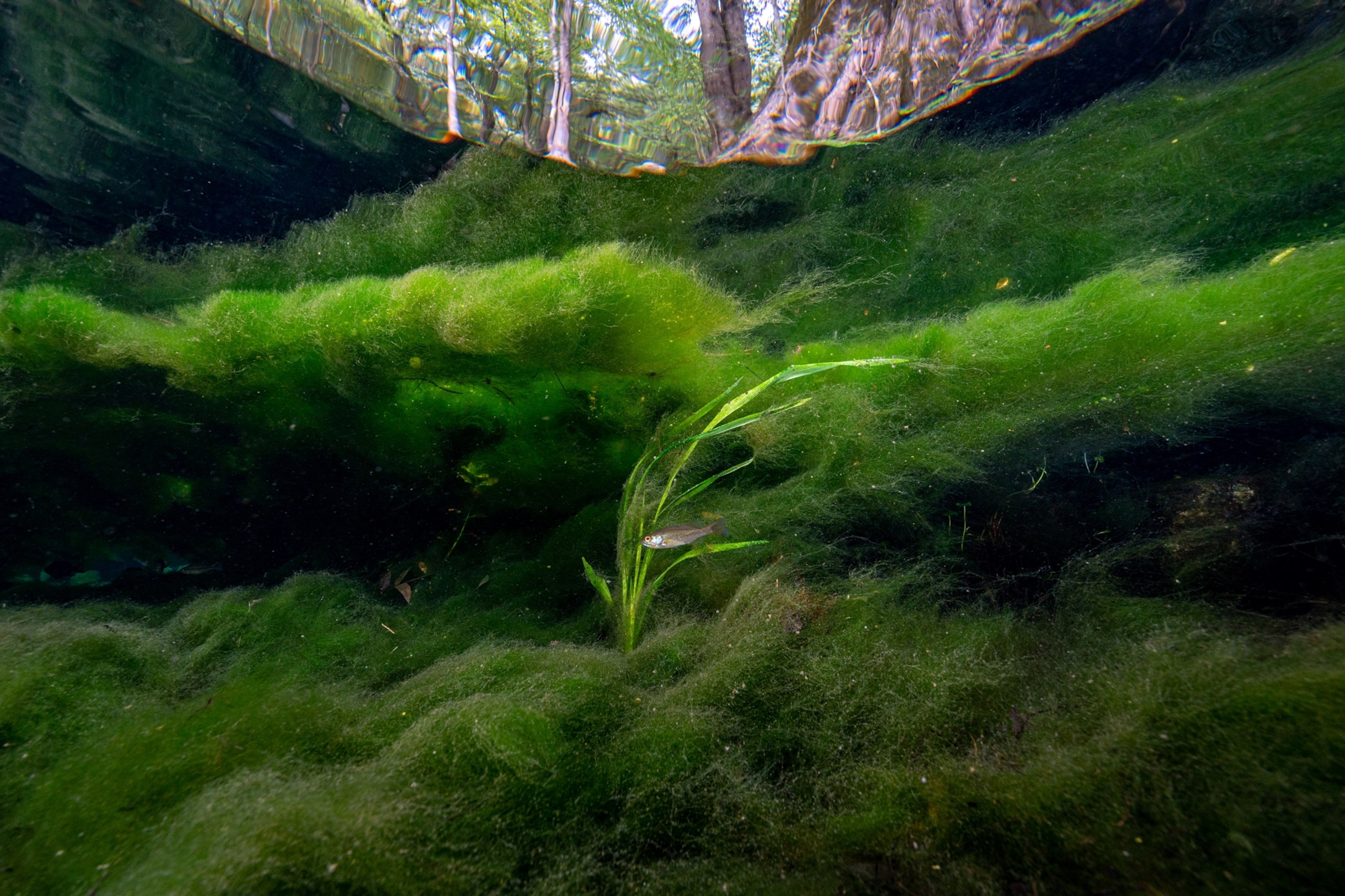 Pollution and overuse threaten Florida's fragile freshwater springs