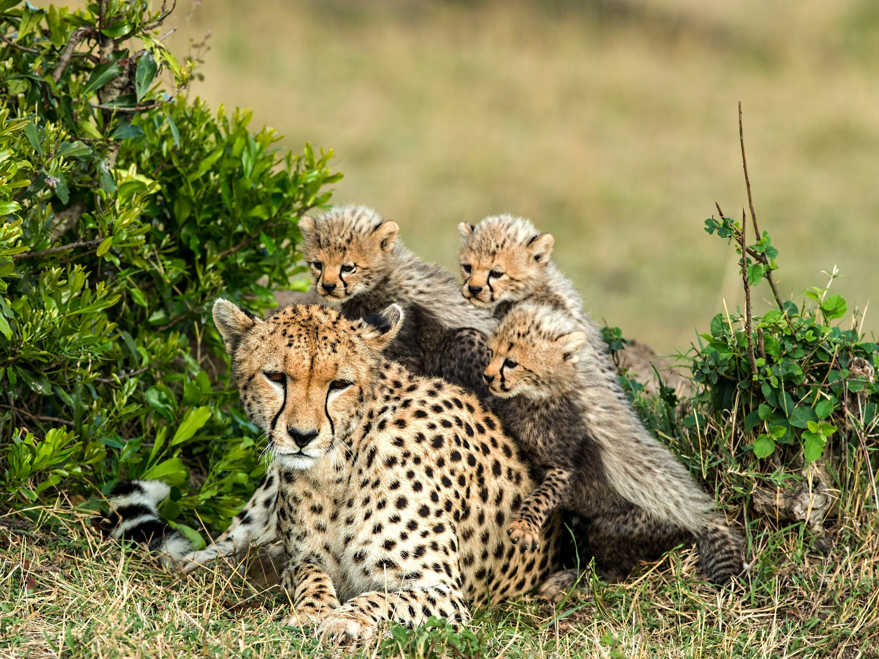Cheetah-Dog Friendship Isn't As Strange As It Sounds
