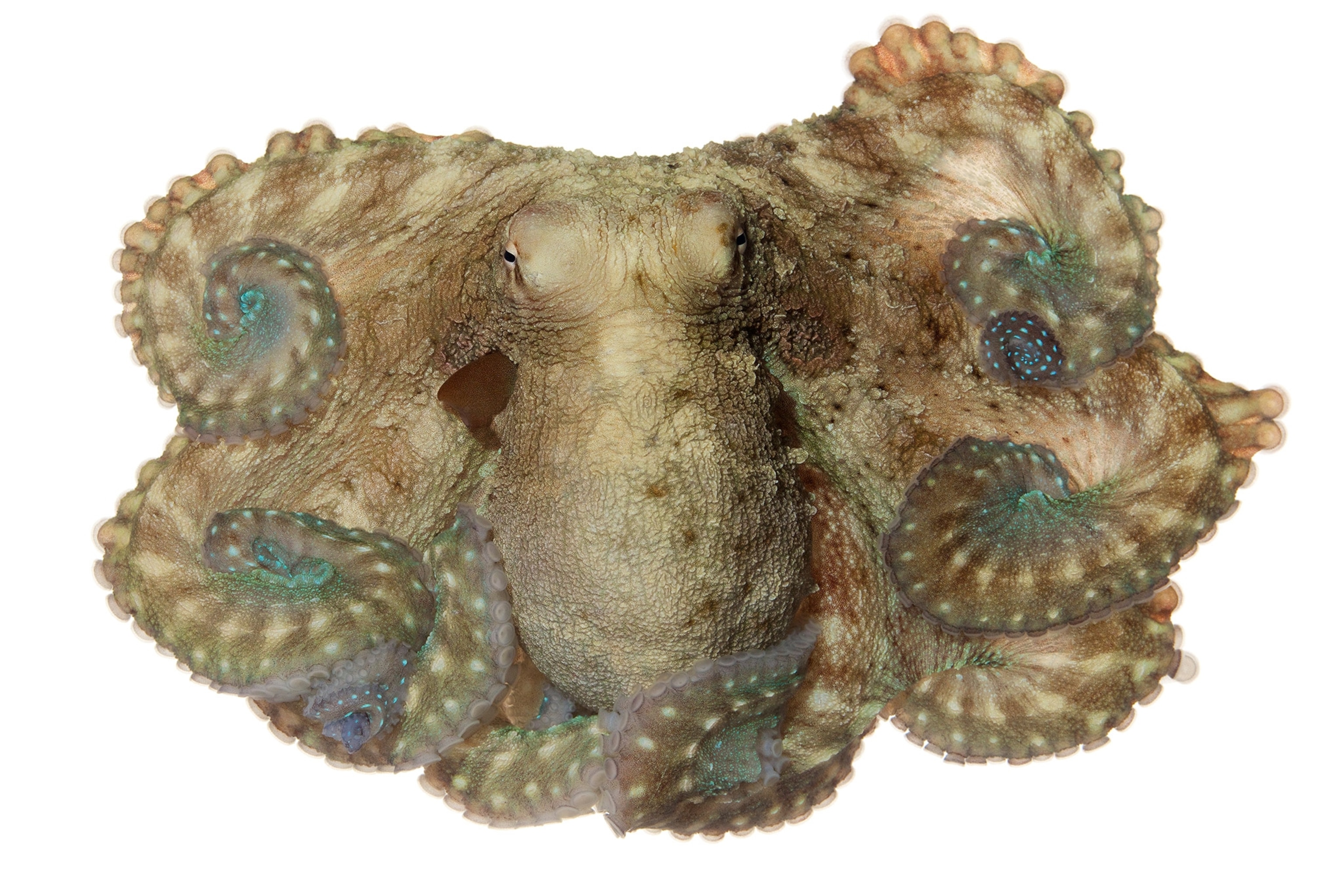 The deeper this purple octopus lives, the bumpier its skin