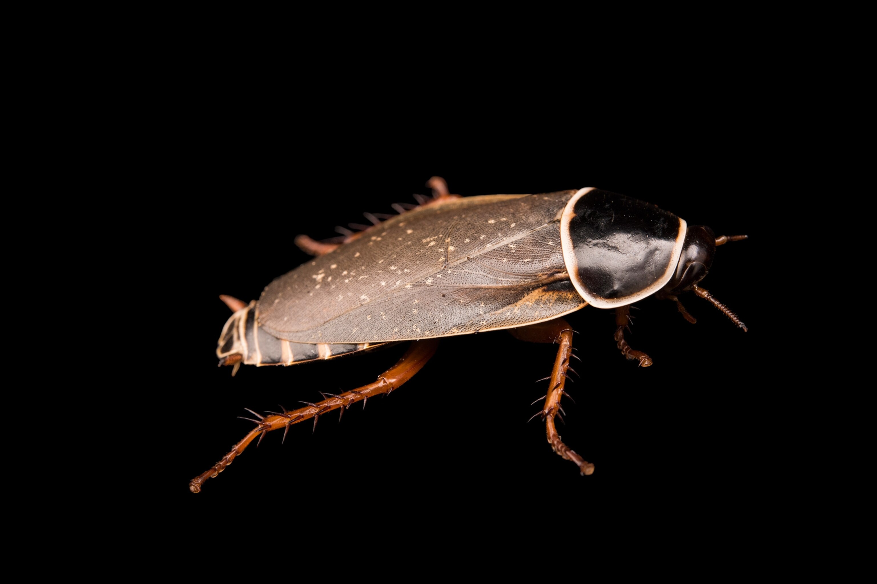 First mammal species goes extinct due to climate change