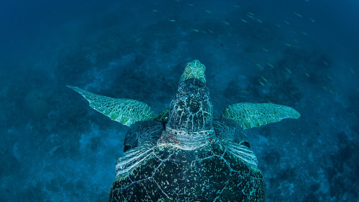 A Tale of Two Atolls | National Geographic