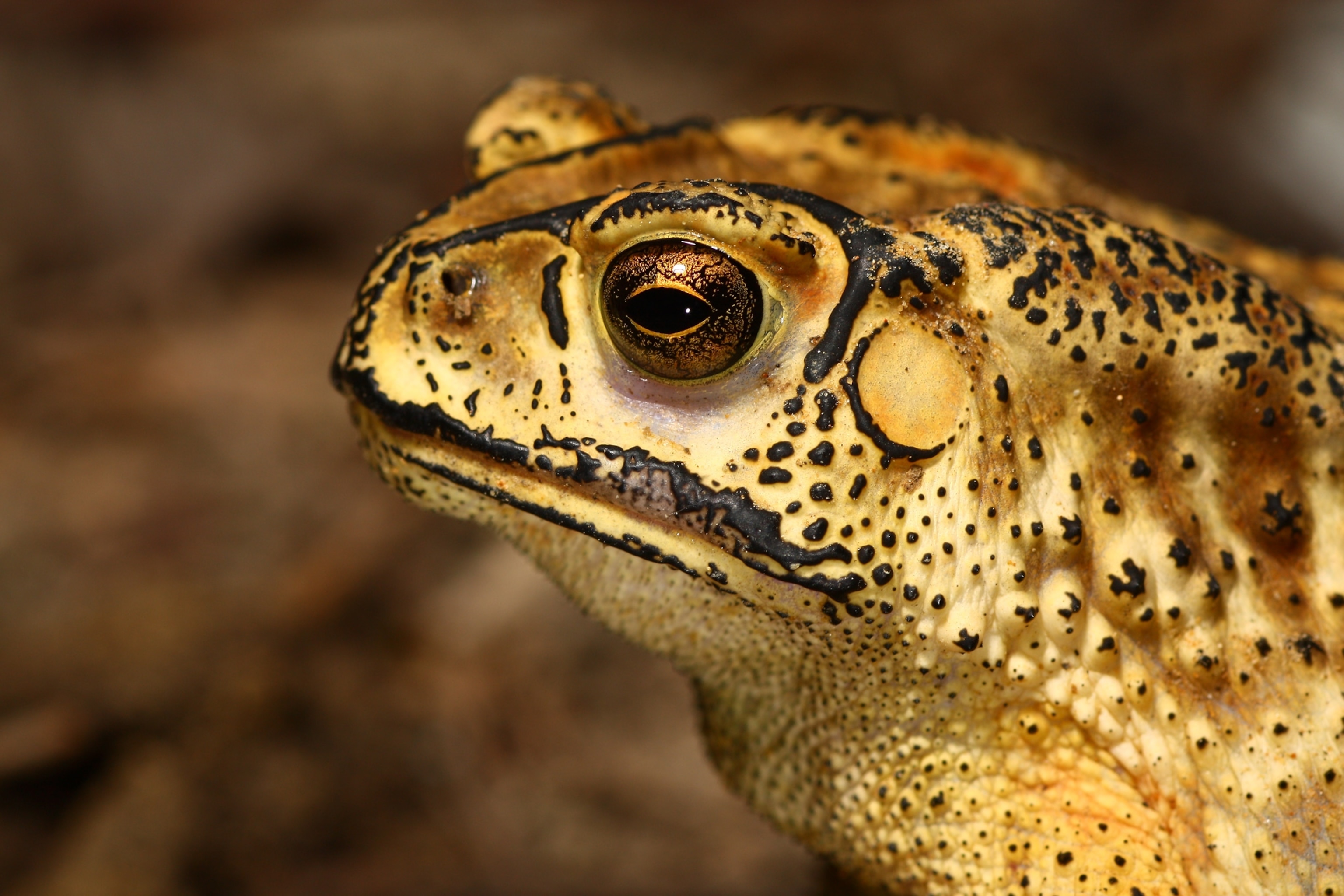 Madagascar Could Be on the Brink of Invasion by Asian Toad