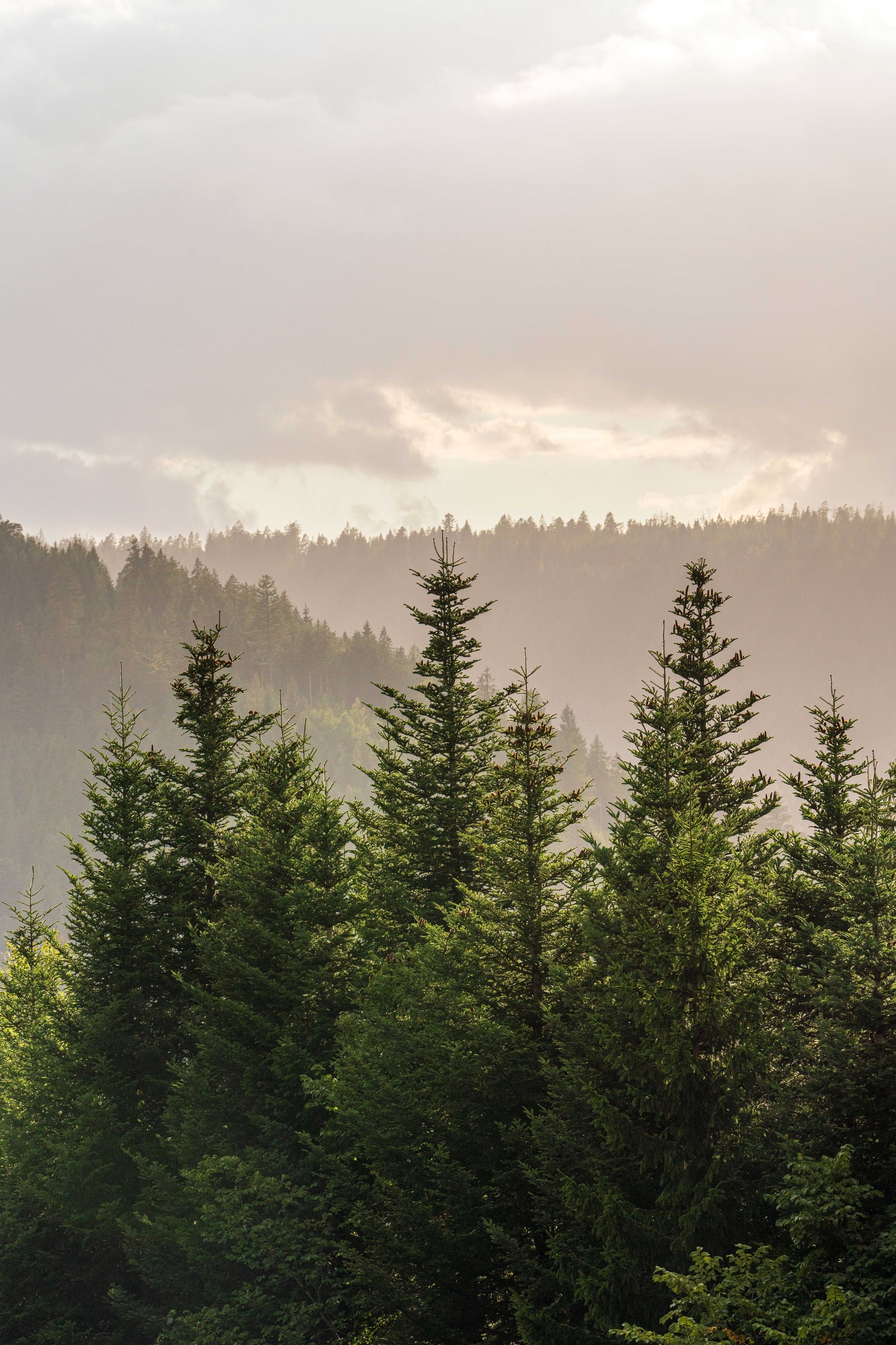 Photo story: a journey through the craft heritage of Germany's Black Forest