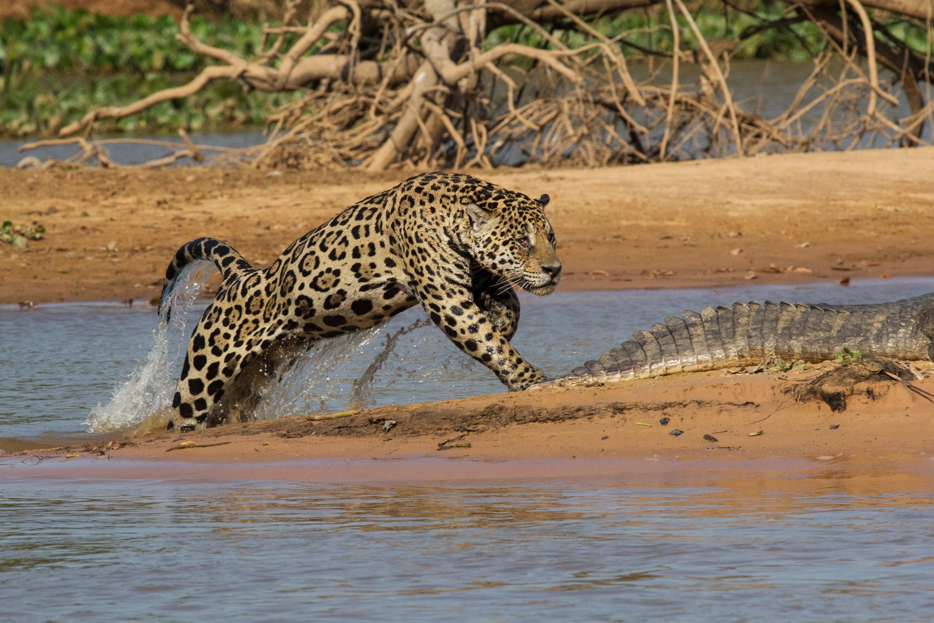 Pictures: Jaguar Kills Caiman in "Spectacular" Attack