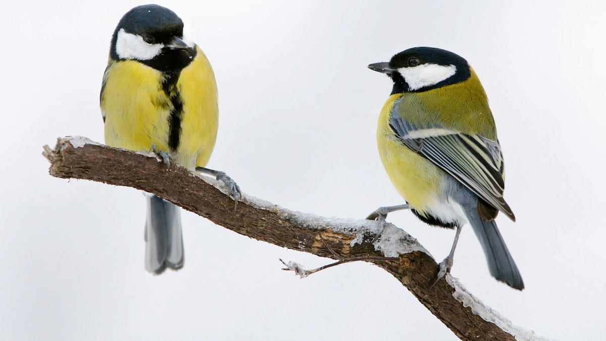 Shy Great Tit Birds Flock Together | National Geographic