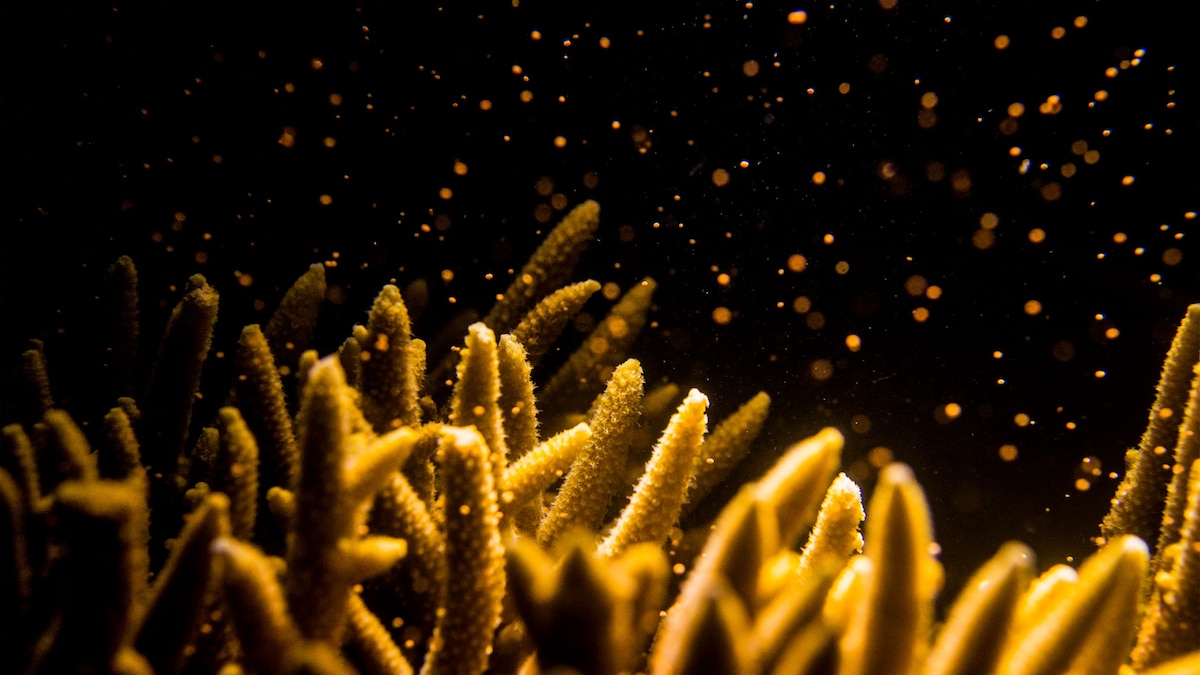 Billions of Coral Sperm Banked in a Race to Save Reefs | National ...
