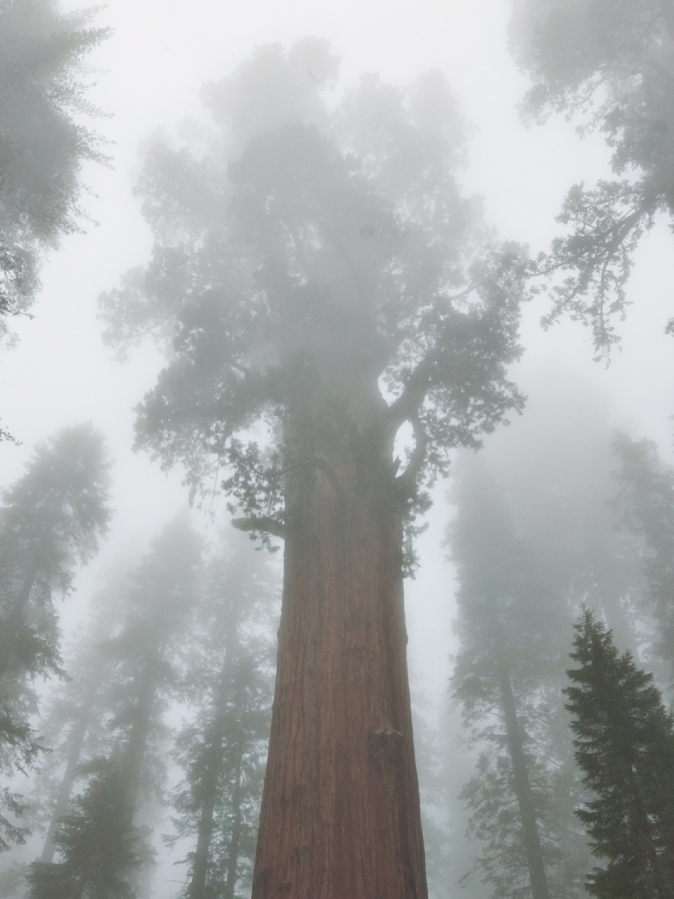 National Geographic Giant Redwood Trees