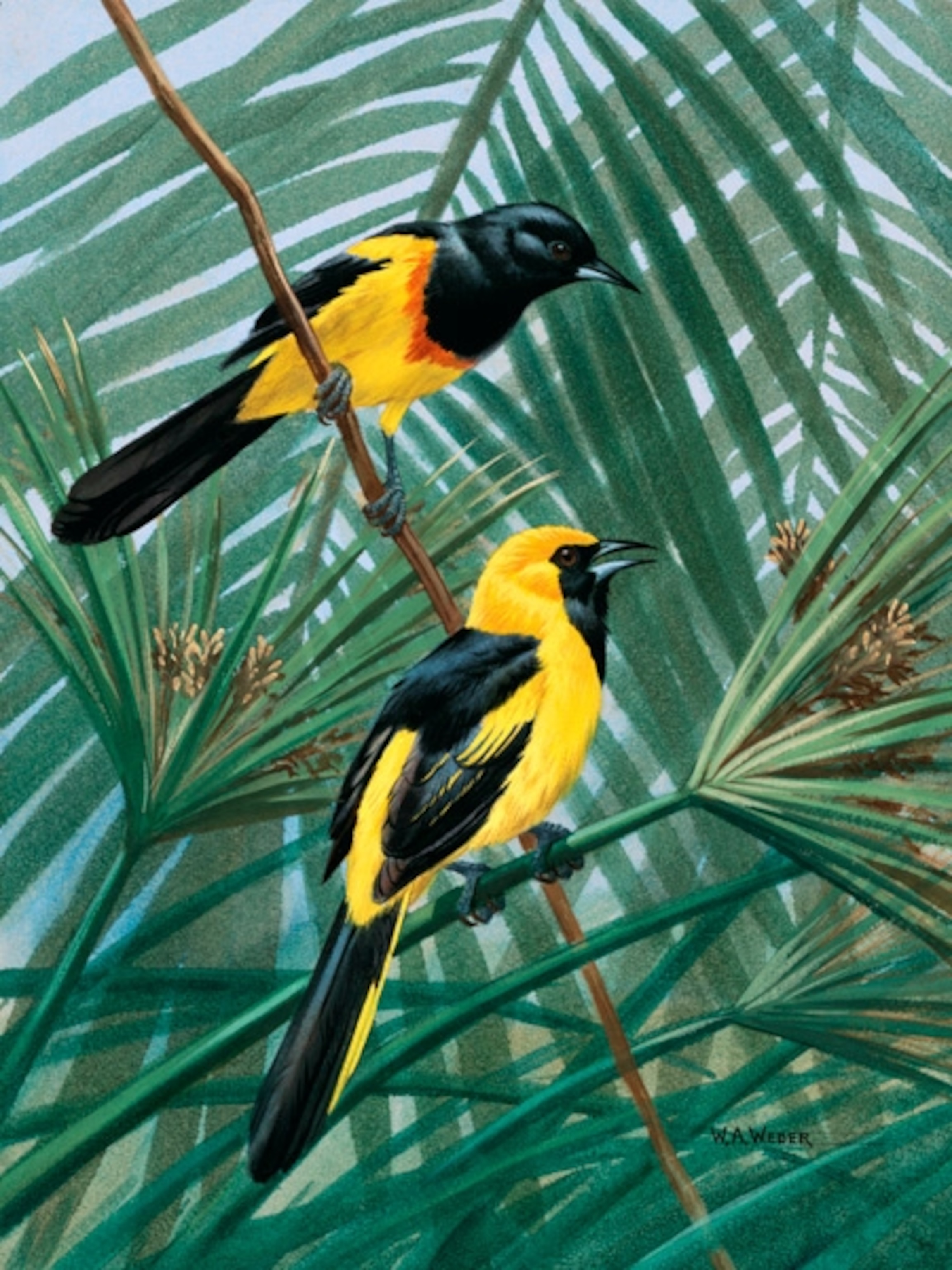 Bird Illustrations by Walter Weber -- National Geographic
