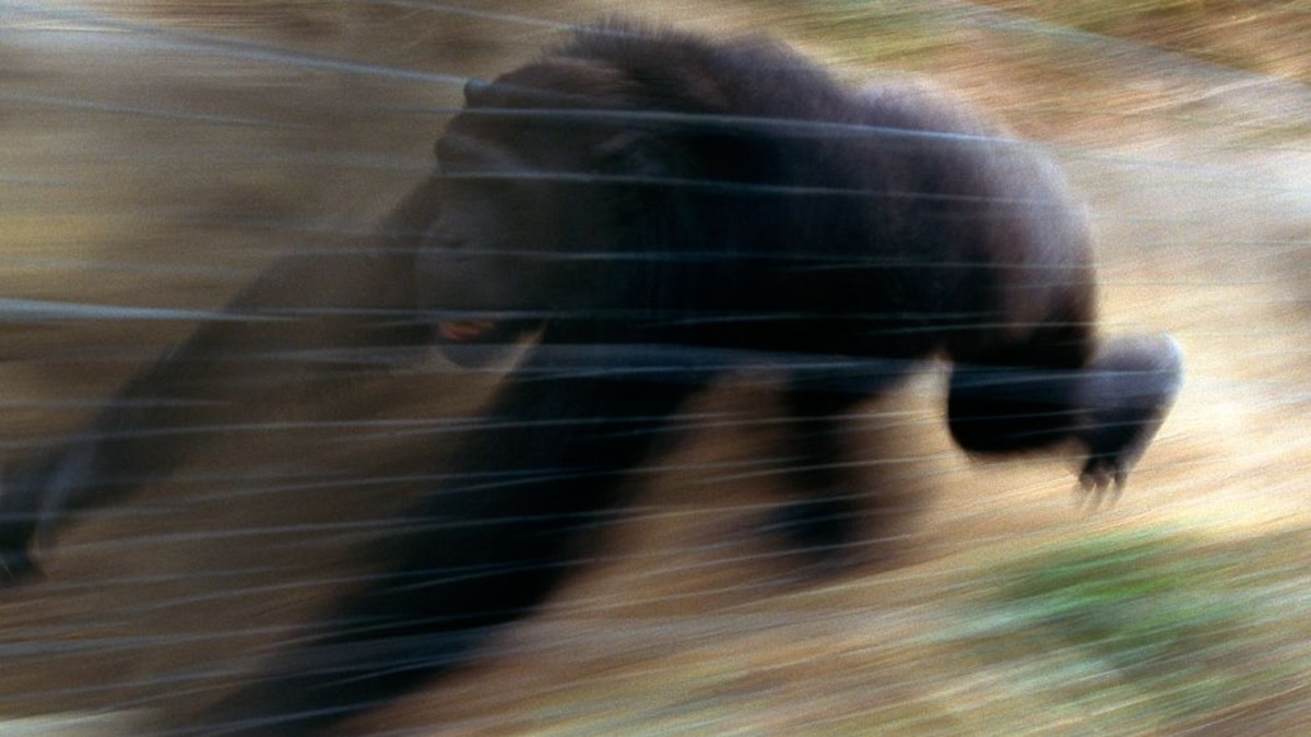 Chimp Gangs Kill to Expand Territory | National Geographic