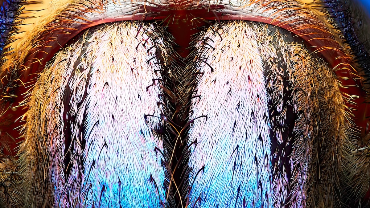 Meet the newest species of tarantula. It’s electric blue. | National ...