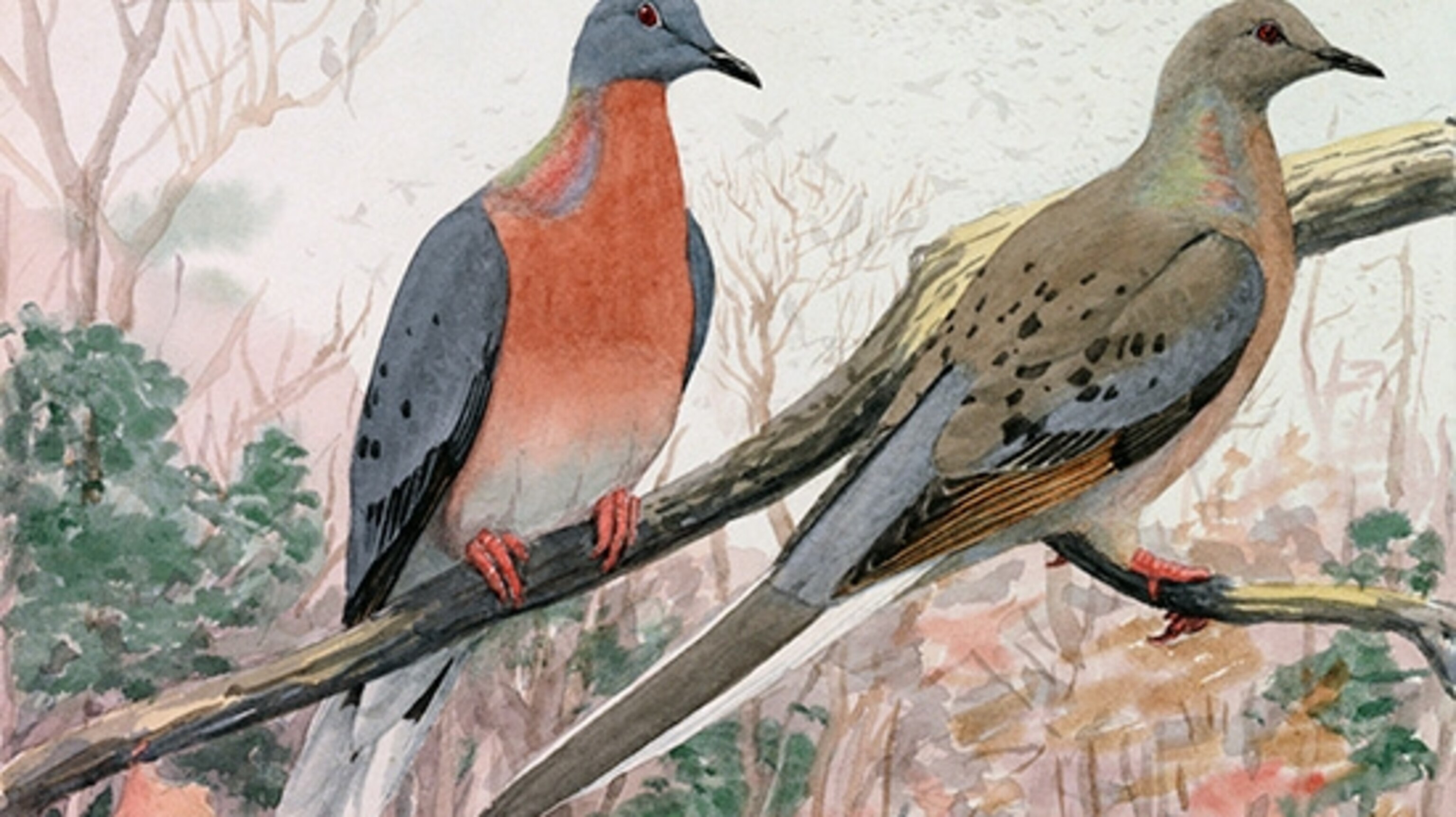 Passenger Pigeon Flock Size