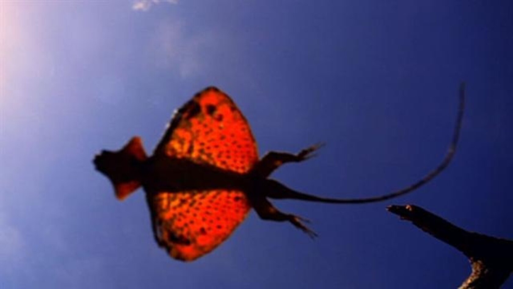 Flying Dragon Lizard