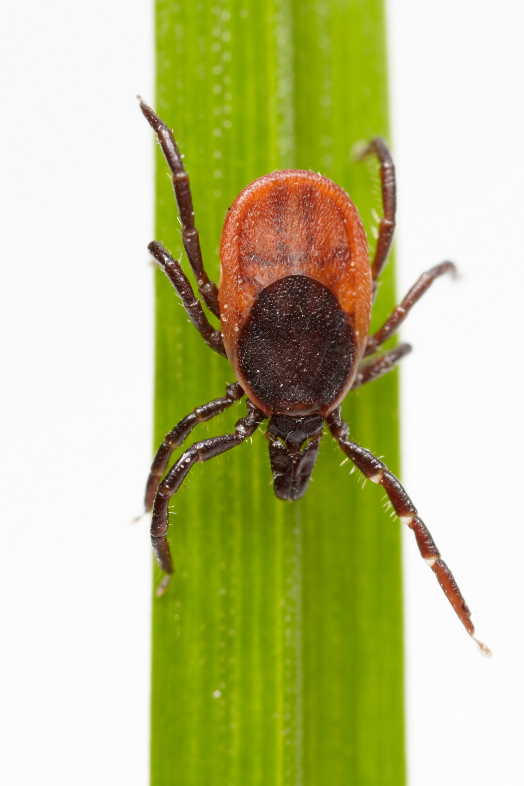 Bedbugs, ticks, and worms: A traveler’s guide to pests