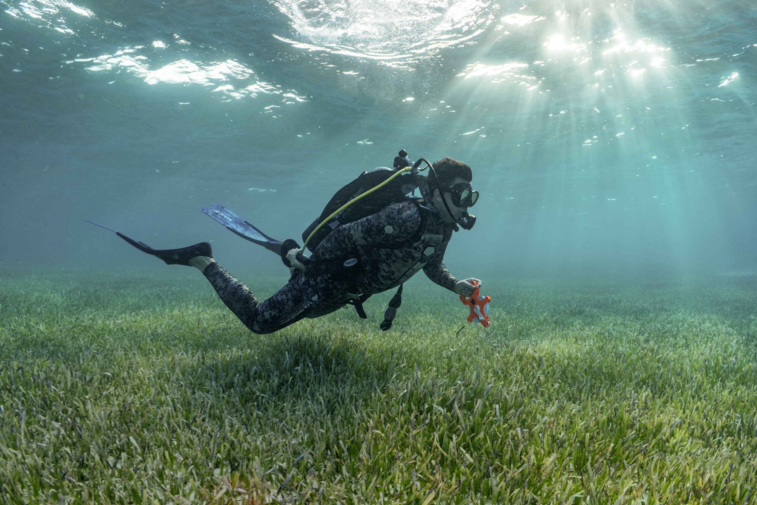 World’s largest known seagrass forest found in the Bahamas